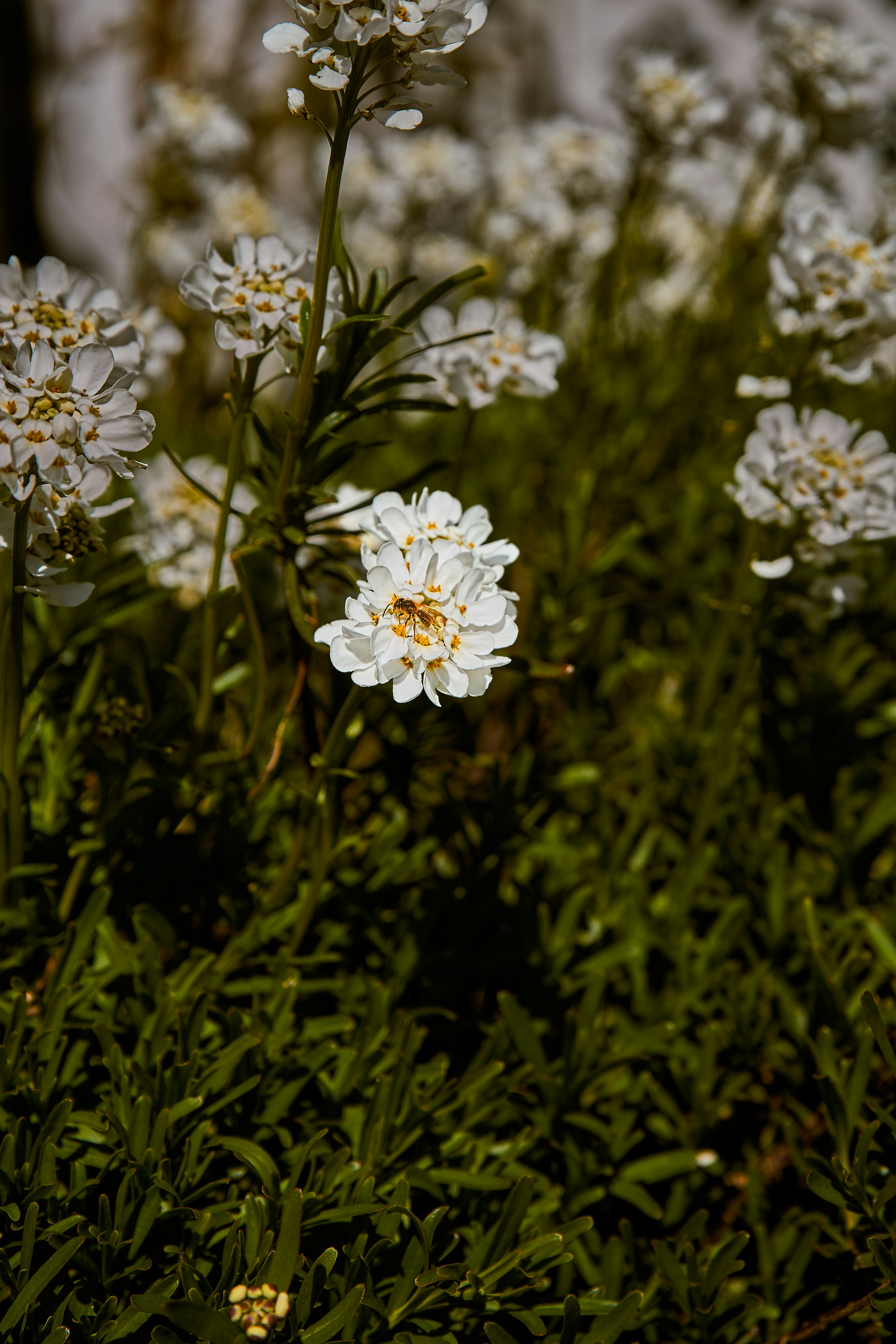 White daisies in sunlit meadow with dense green foliage