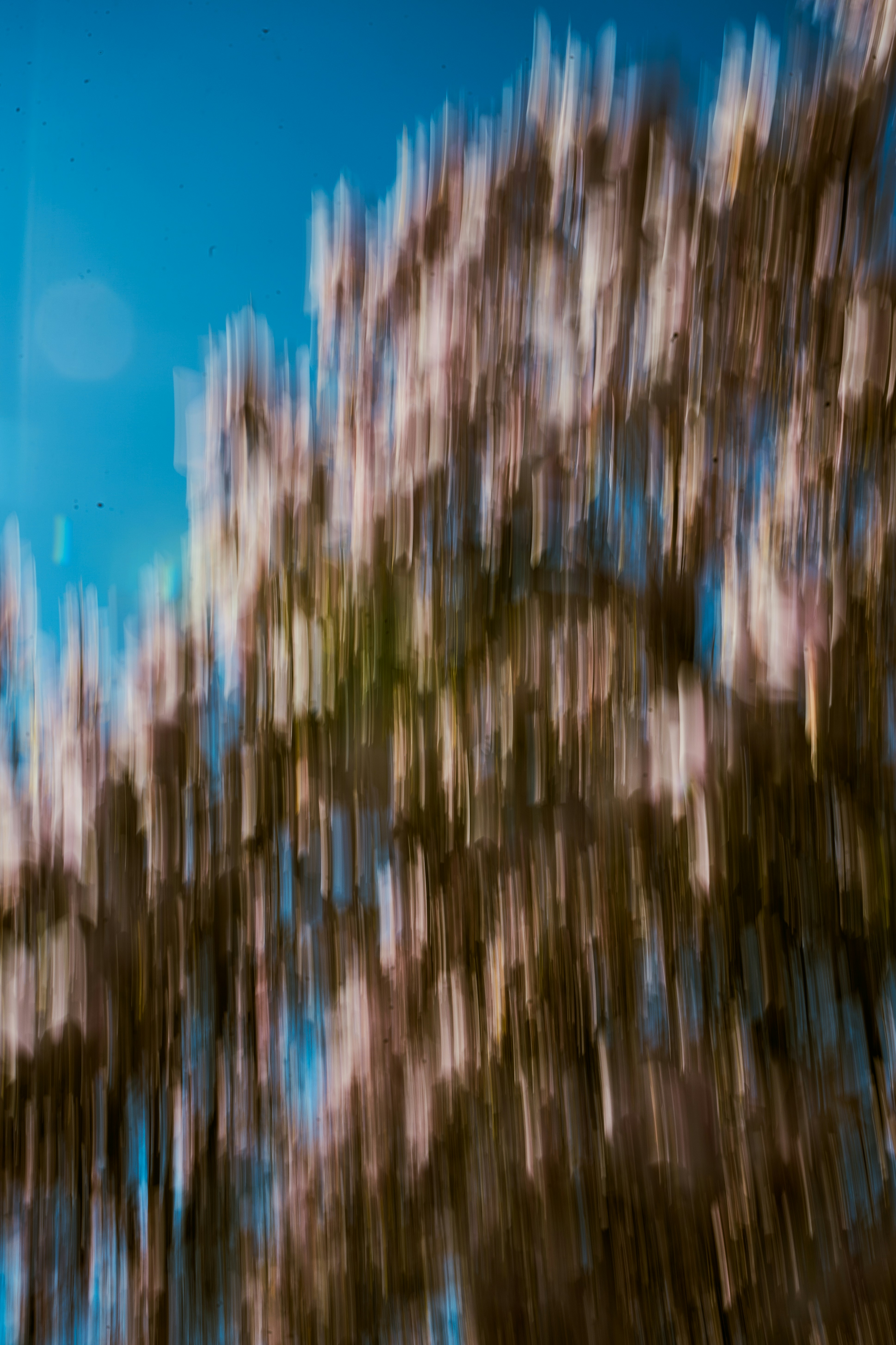 Blossoms in Motion: a Vertical Blur of Spring Umbrellas