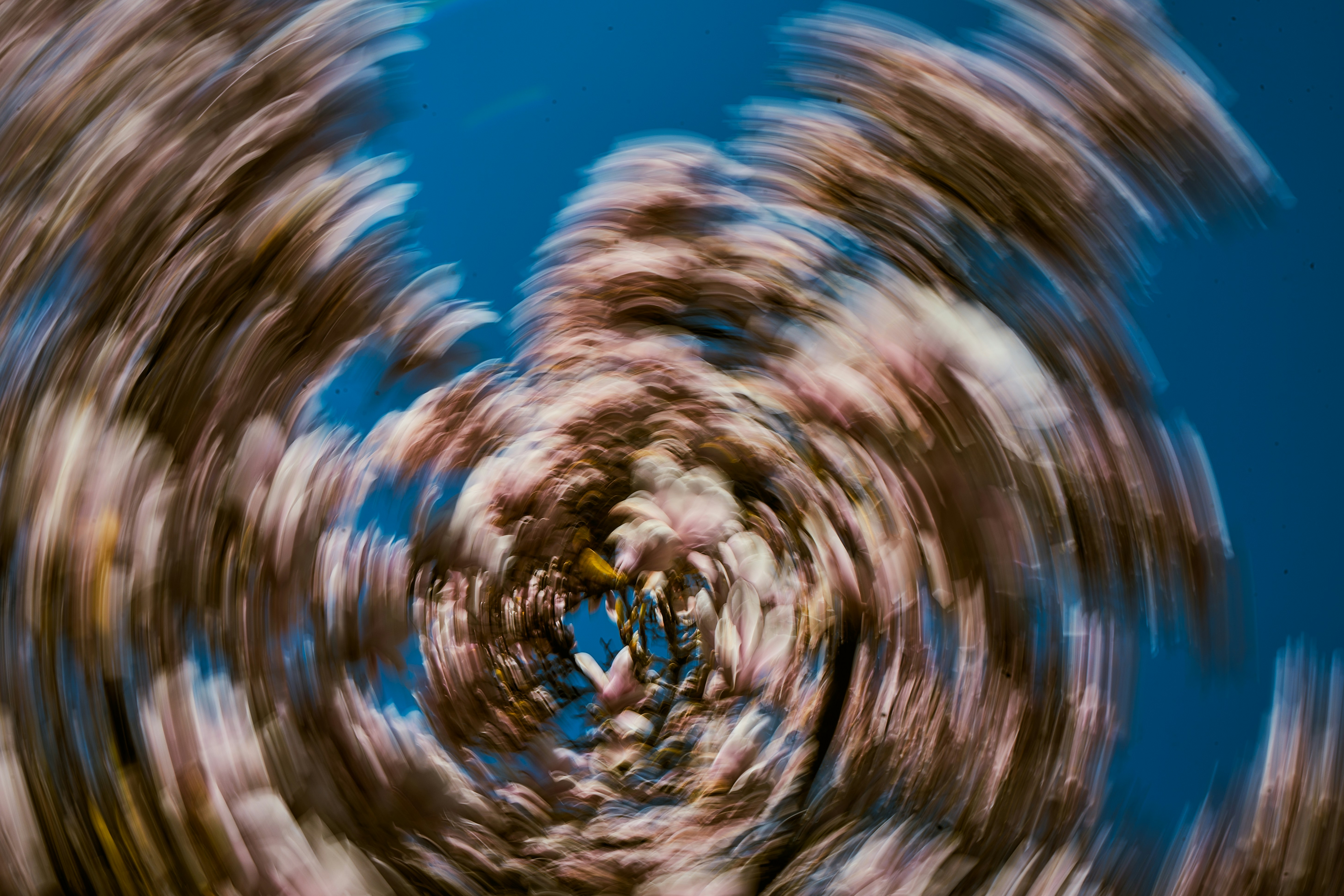 Spiral Bloom: A Skyward Spin of Blossoming Motion