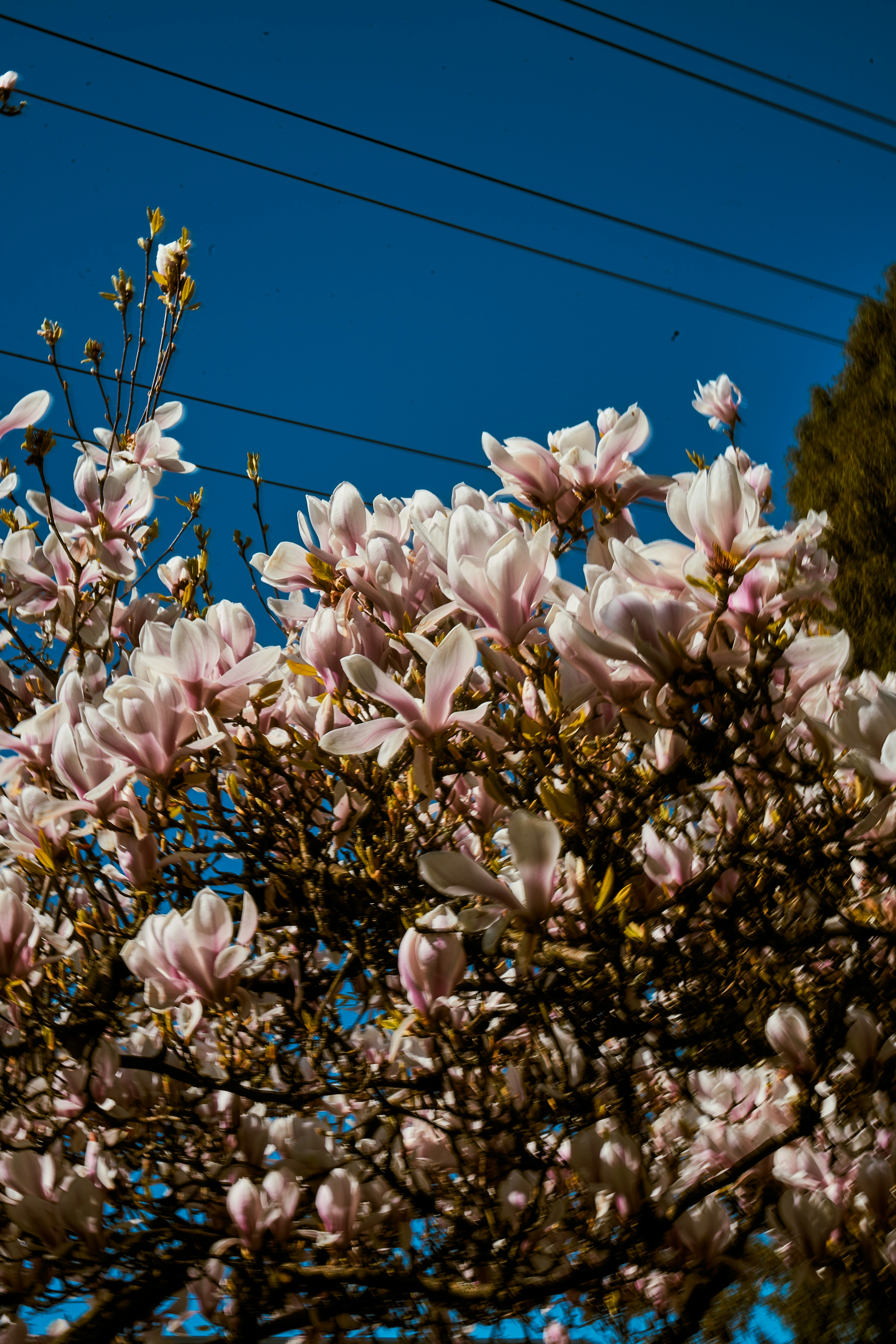 Blossoms Under a Clear Sky: Pink Magnolia Chorus Against Wires