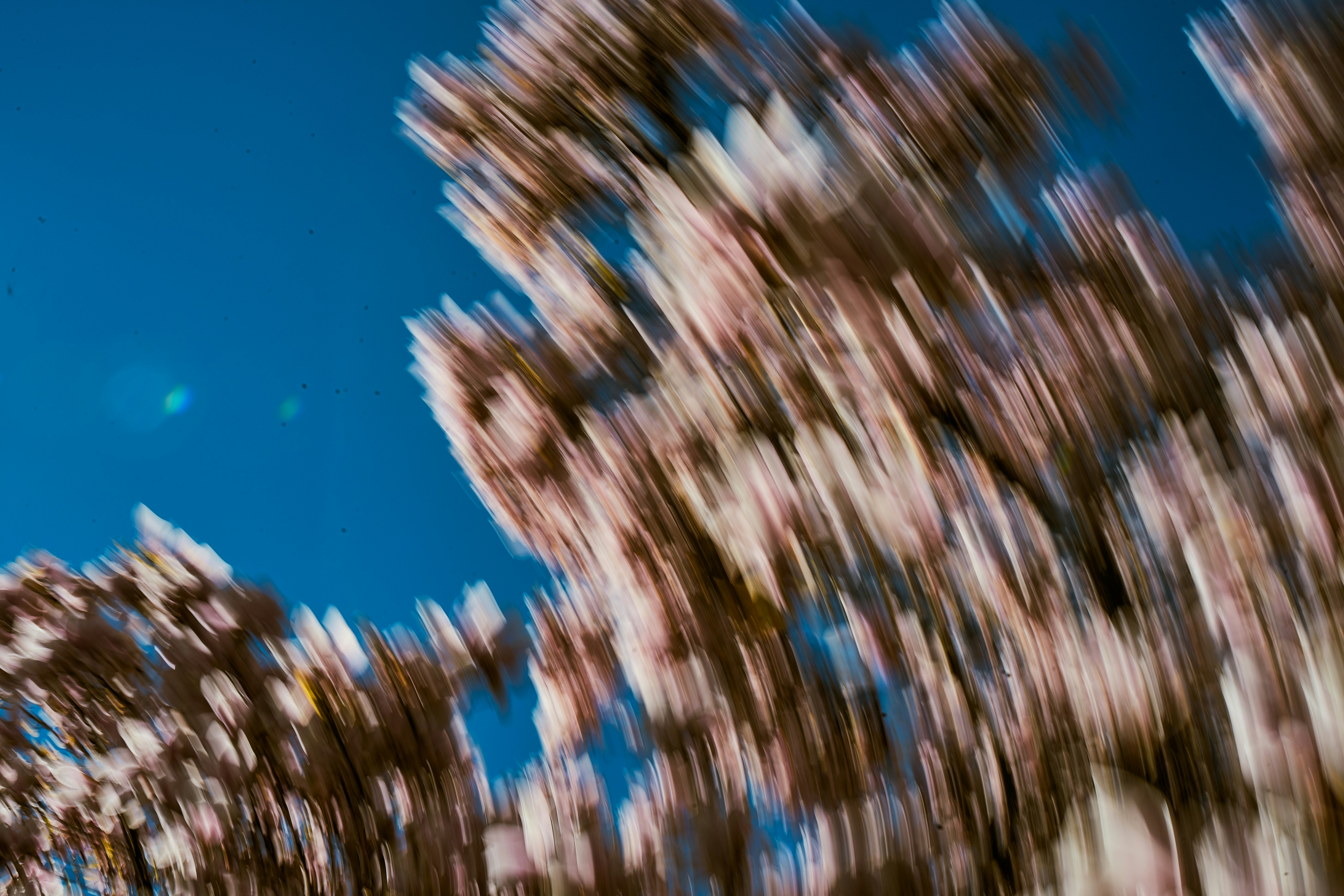 Blossoms in a Skyward Blur