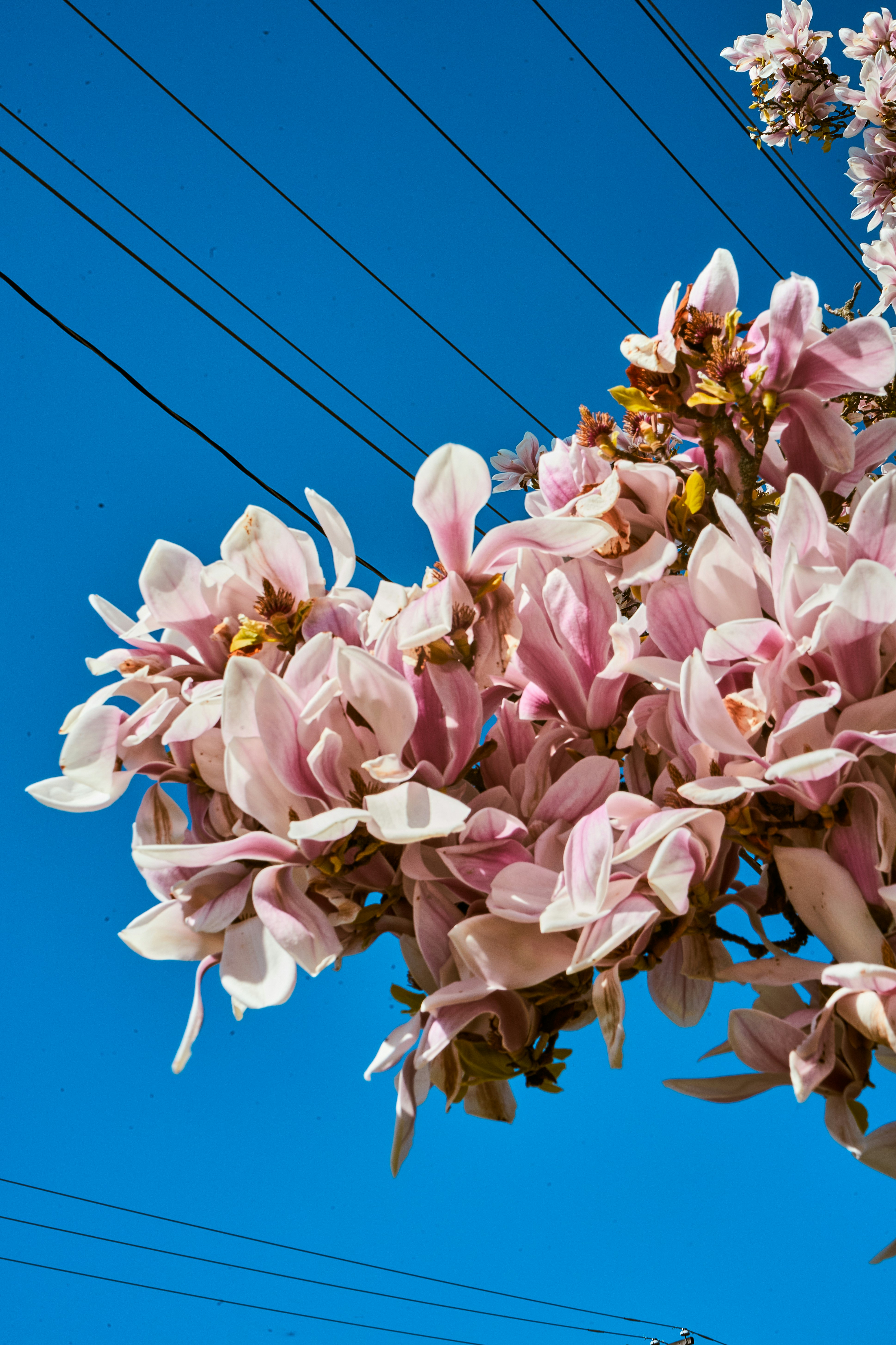 Pink Magnolia Cluster Against a Clear Sky