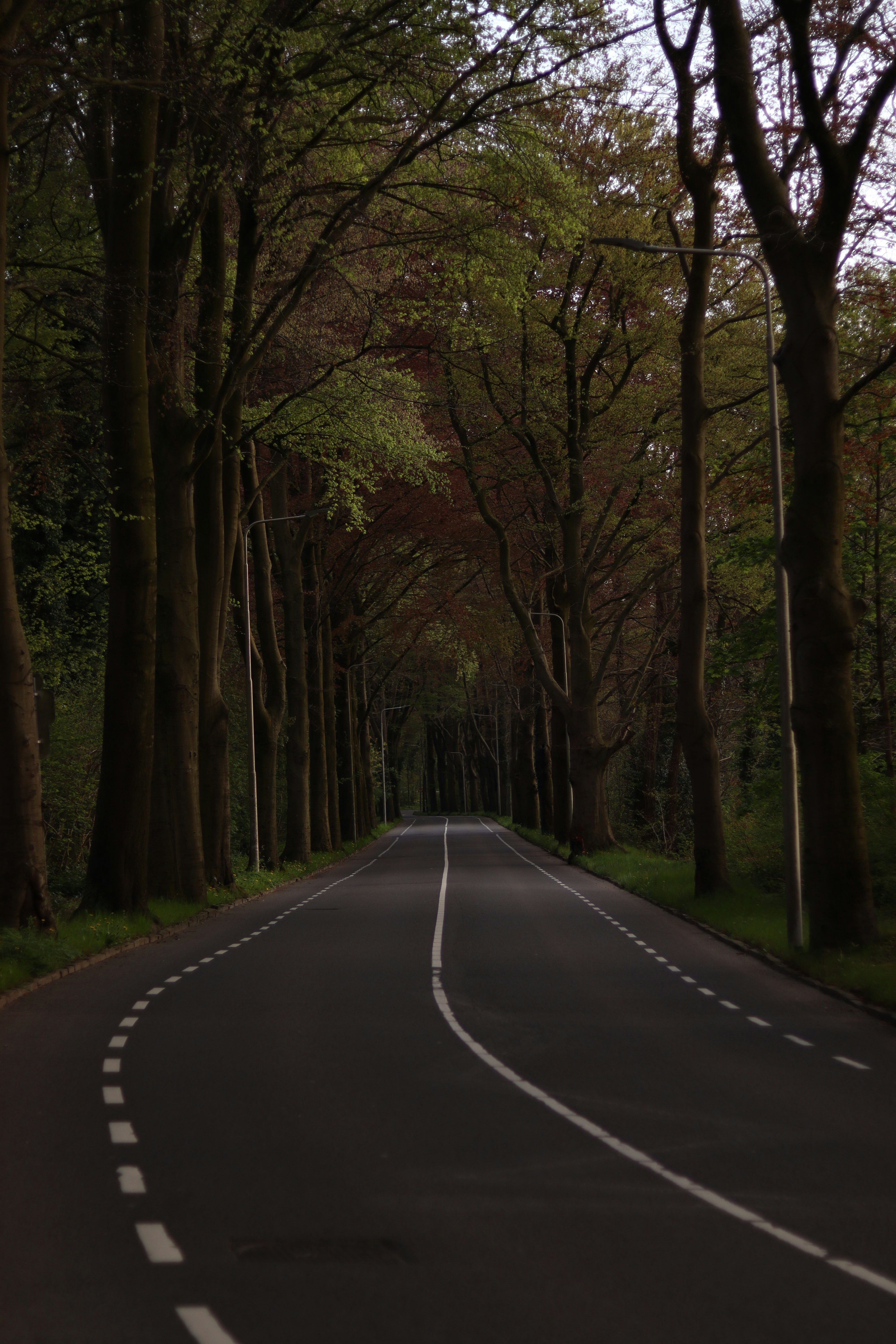 Long Road Through an Enchanted Allee