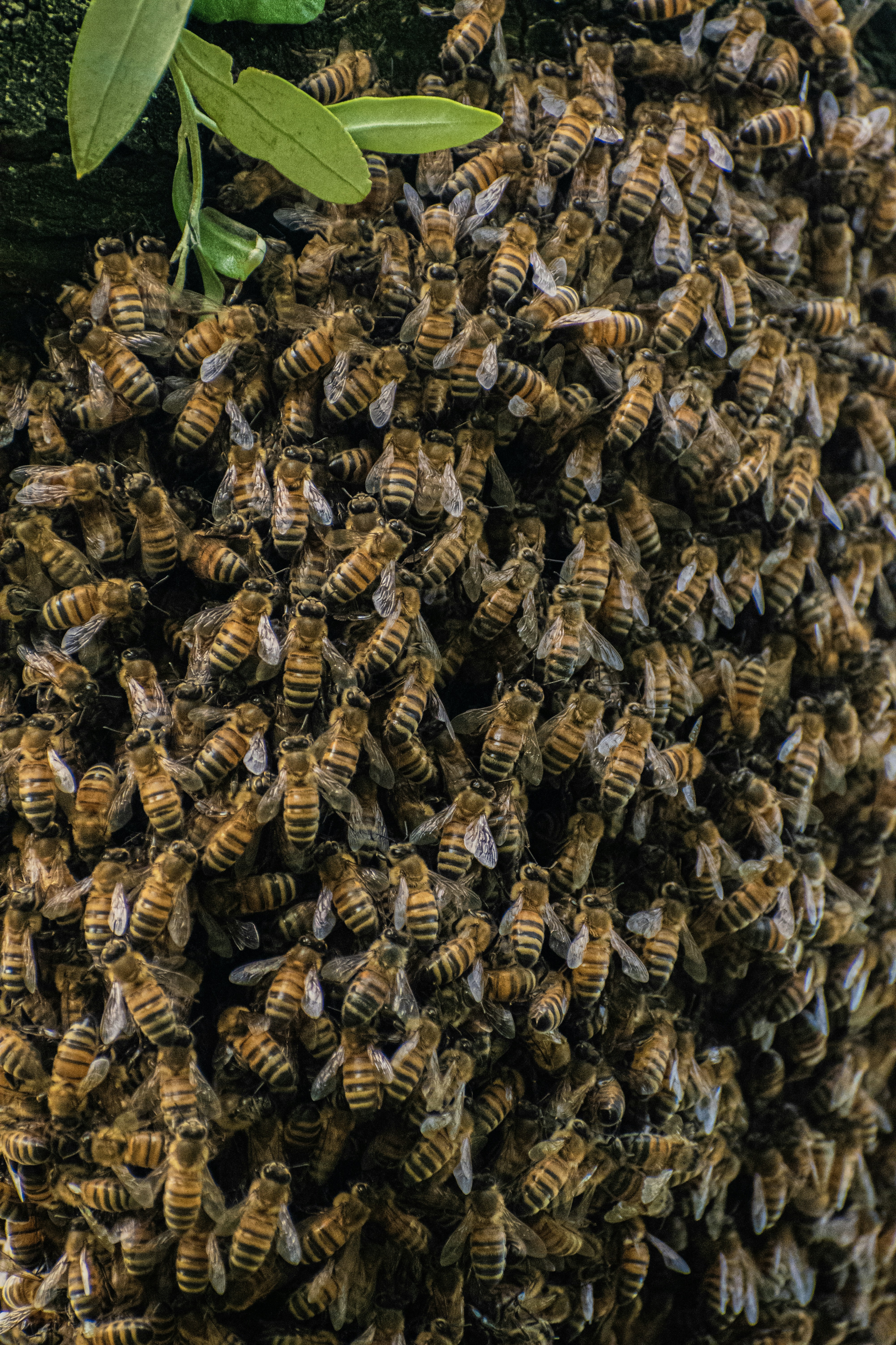 Beehive in Motion: A Swarm of Busy Bees