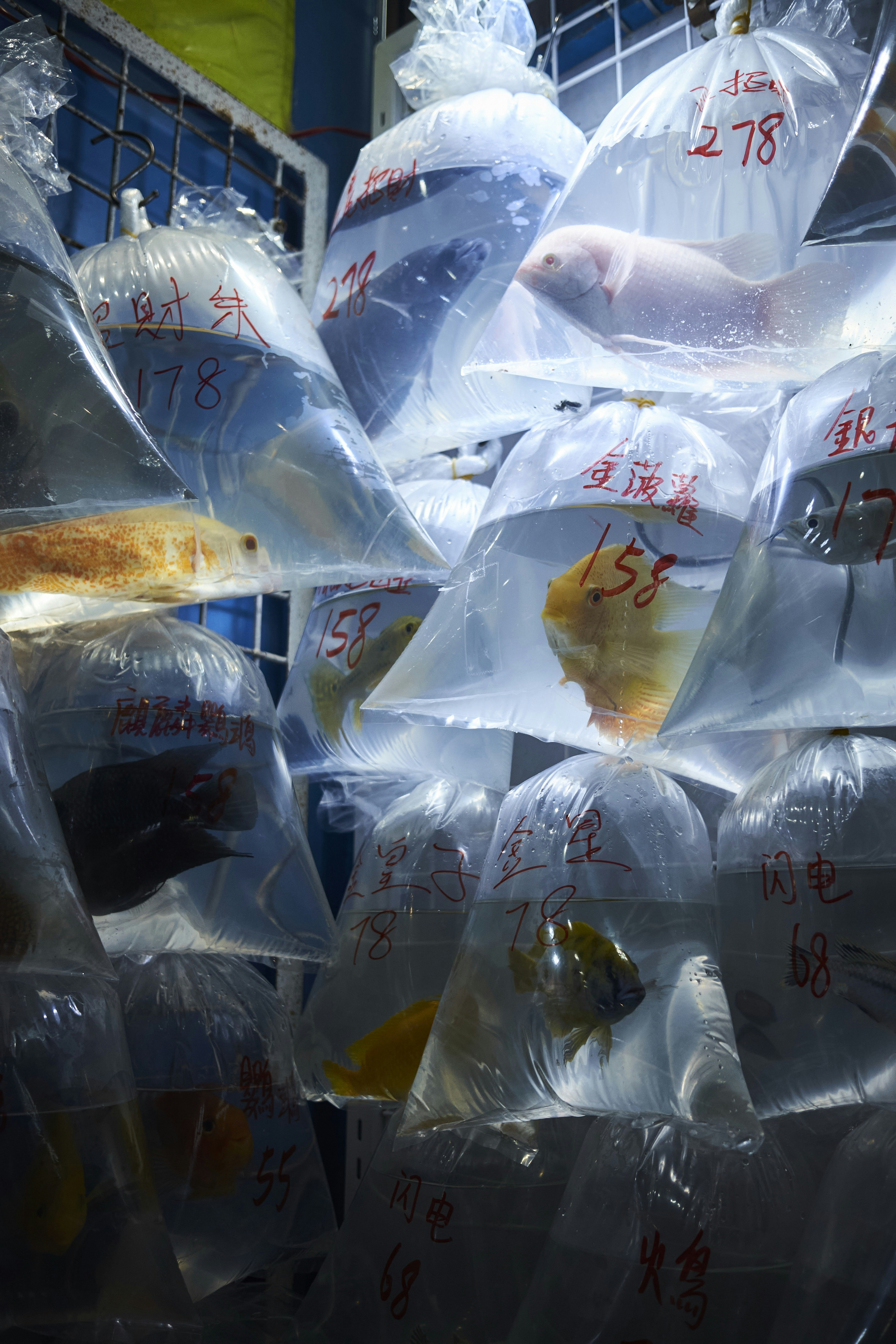 Bagged goldfish portraits: a crowded gallery of suspended aquatic life