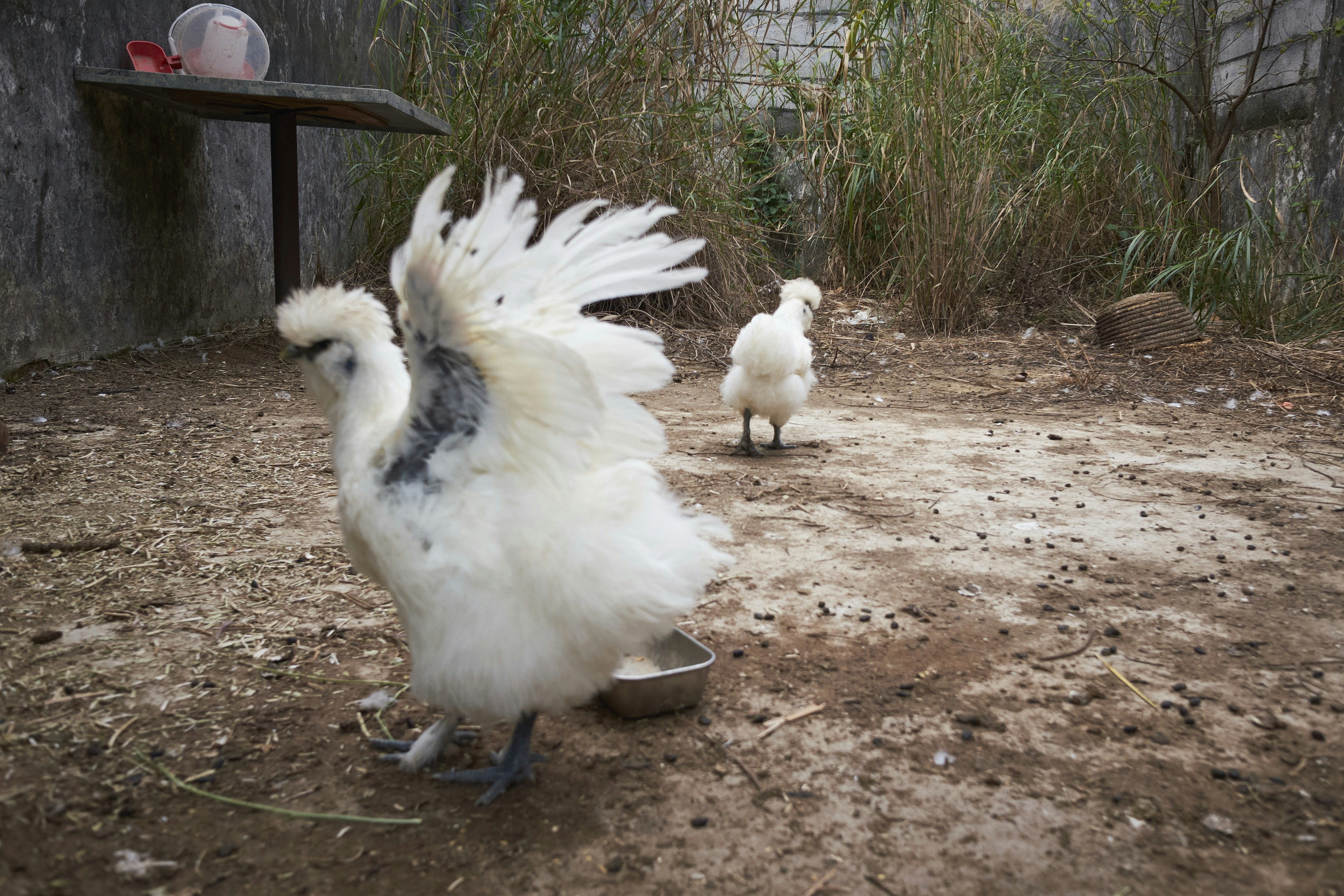 White Feathered Pause: A Chick and its Feeder in an Earthen Yard
