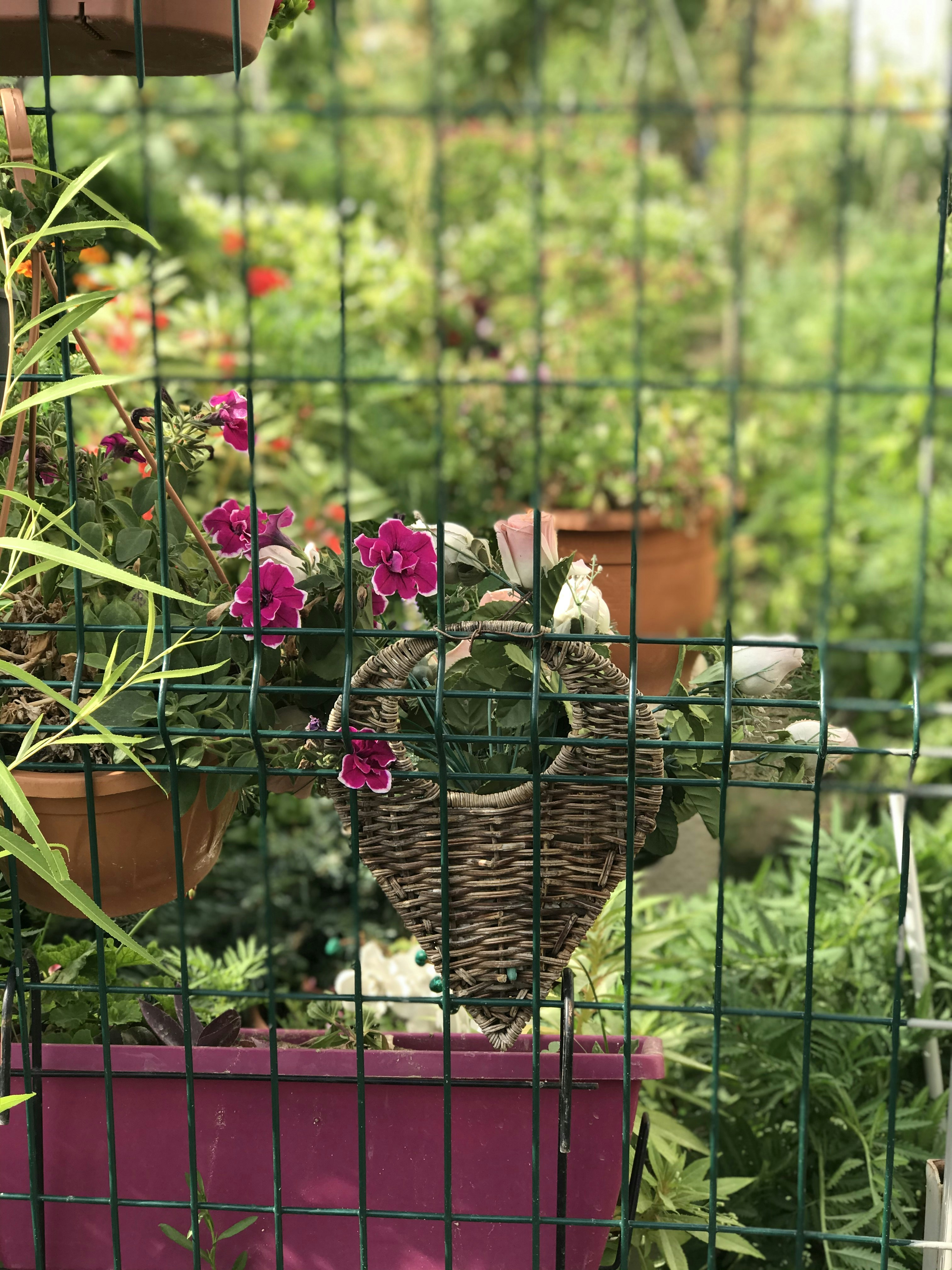 Blooms and Basket Framed by Garden Grid