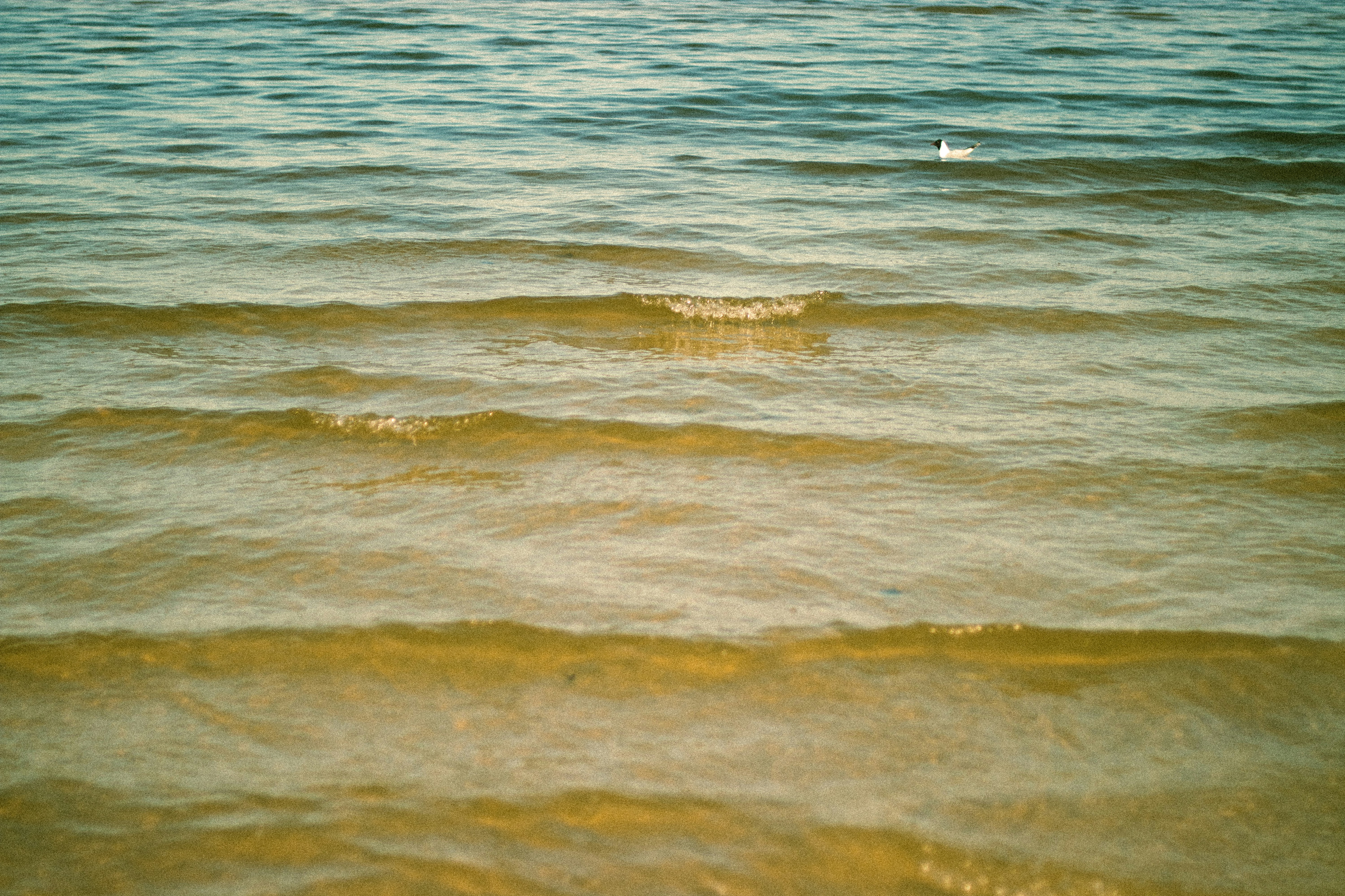 Golden Ripples at the Shore: Quiet Currents