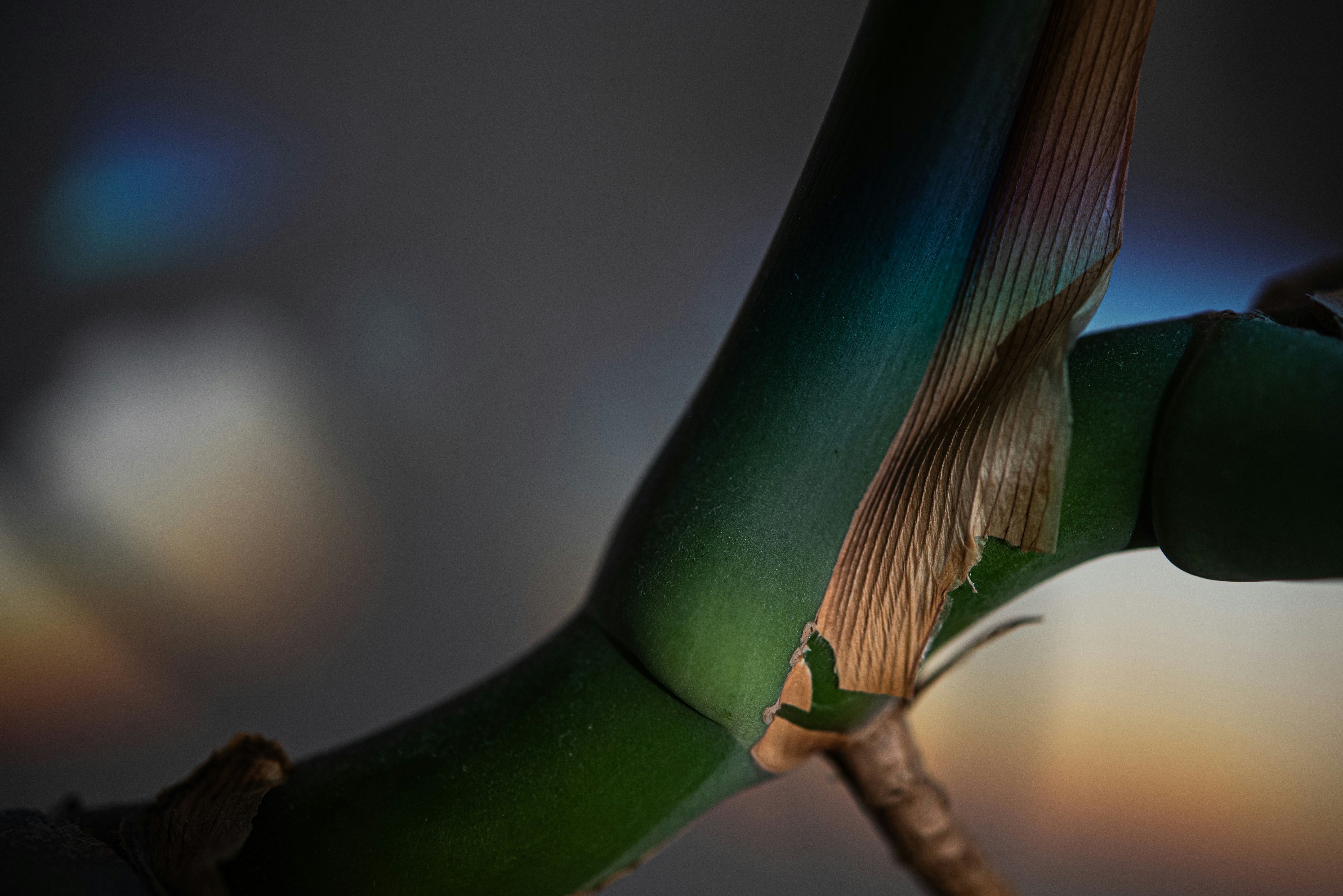 A Green Vine Stem in Focus: Close Cropping of Nature’s Texture