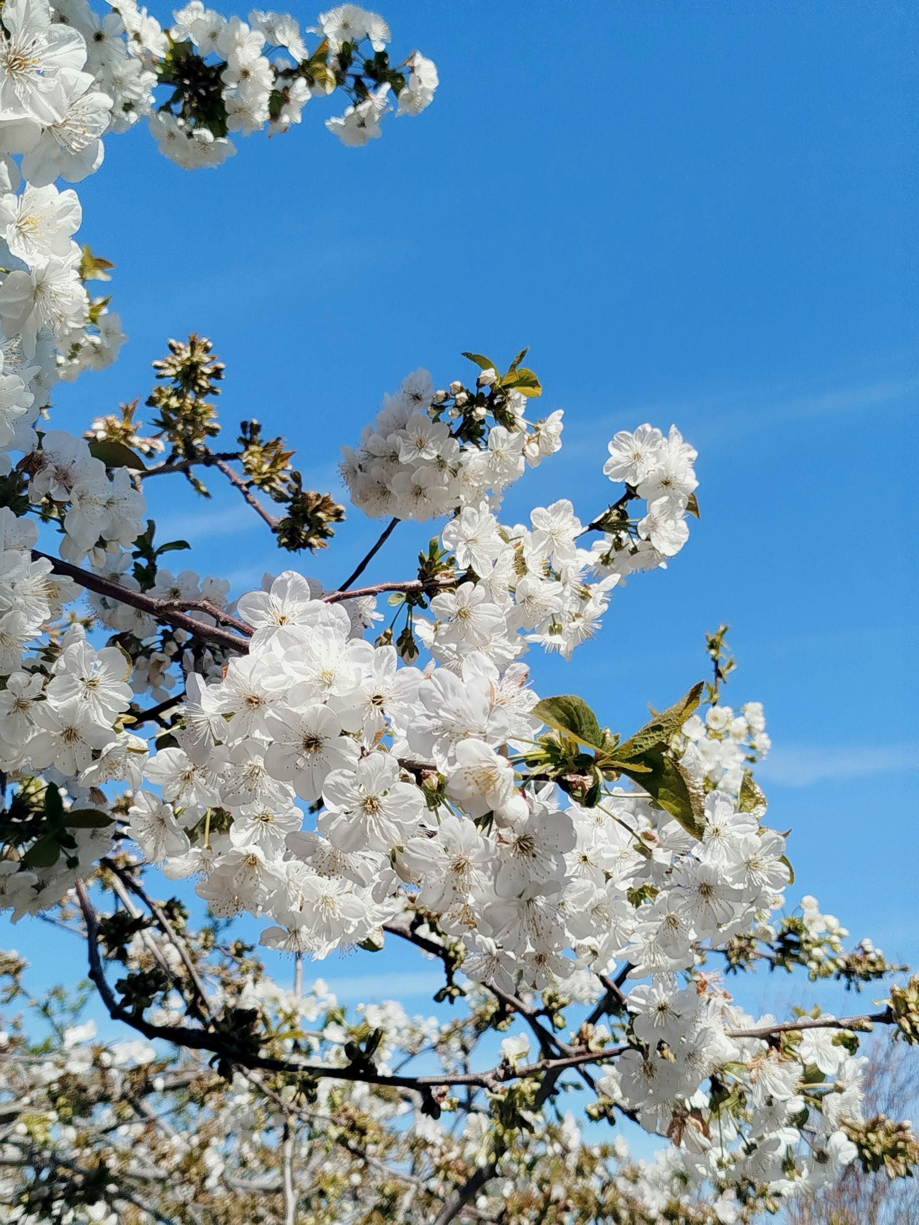 Cherry blossom
