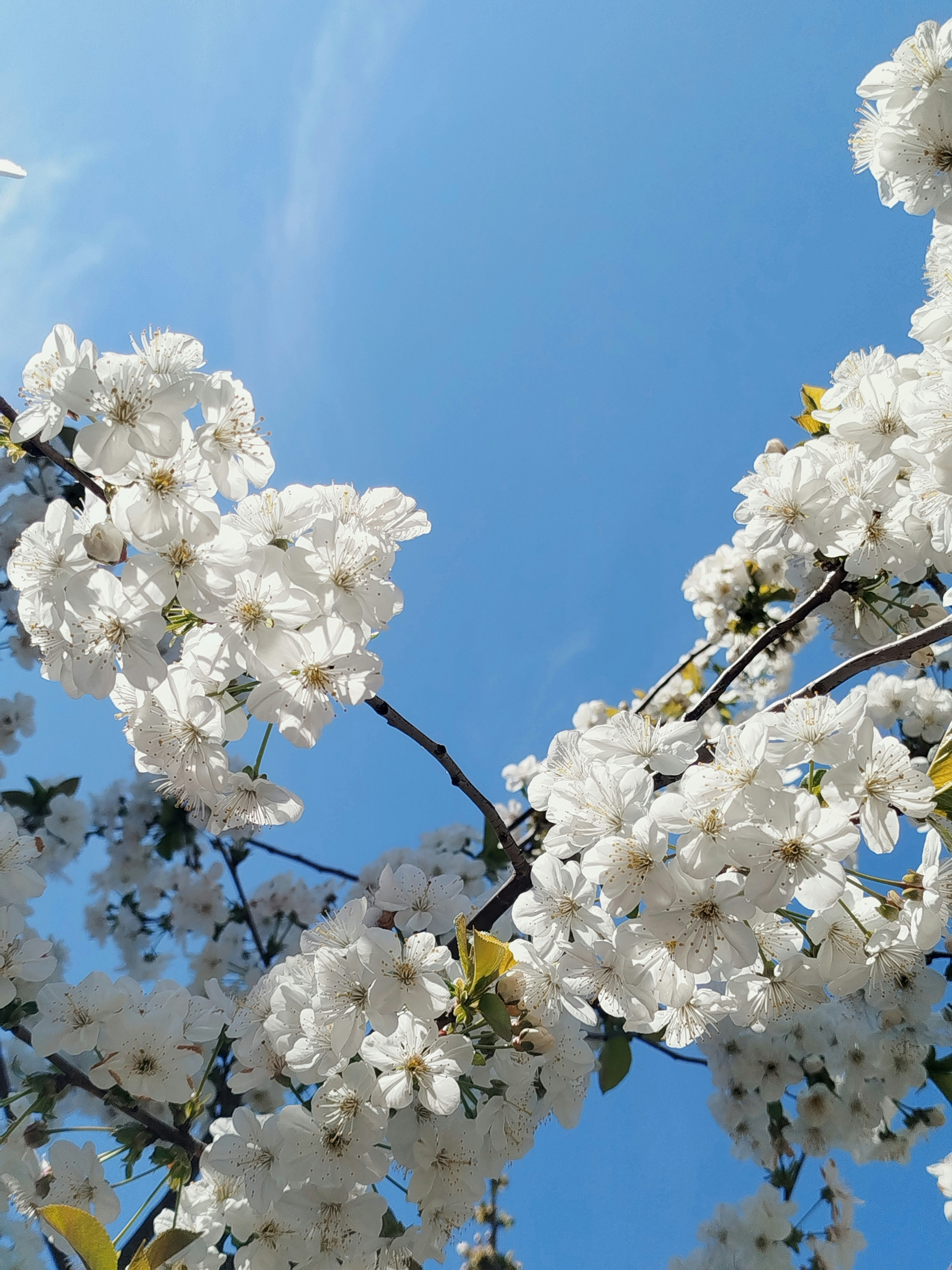 White blossoms against a clear blue sky: spring branches in bloom
