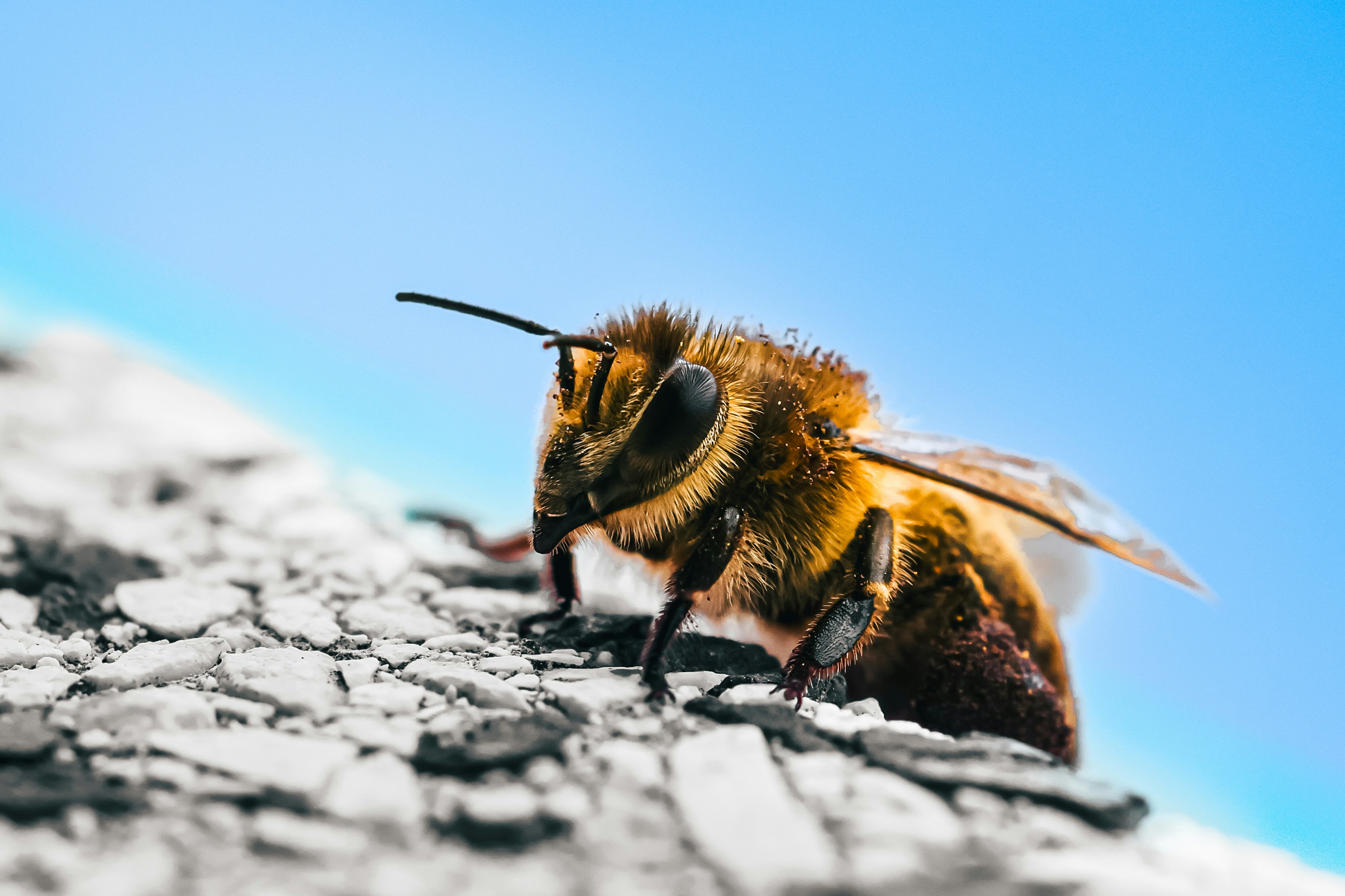 Close-Up of a Hovering Bee on Pebbled Surface