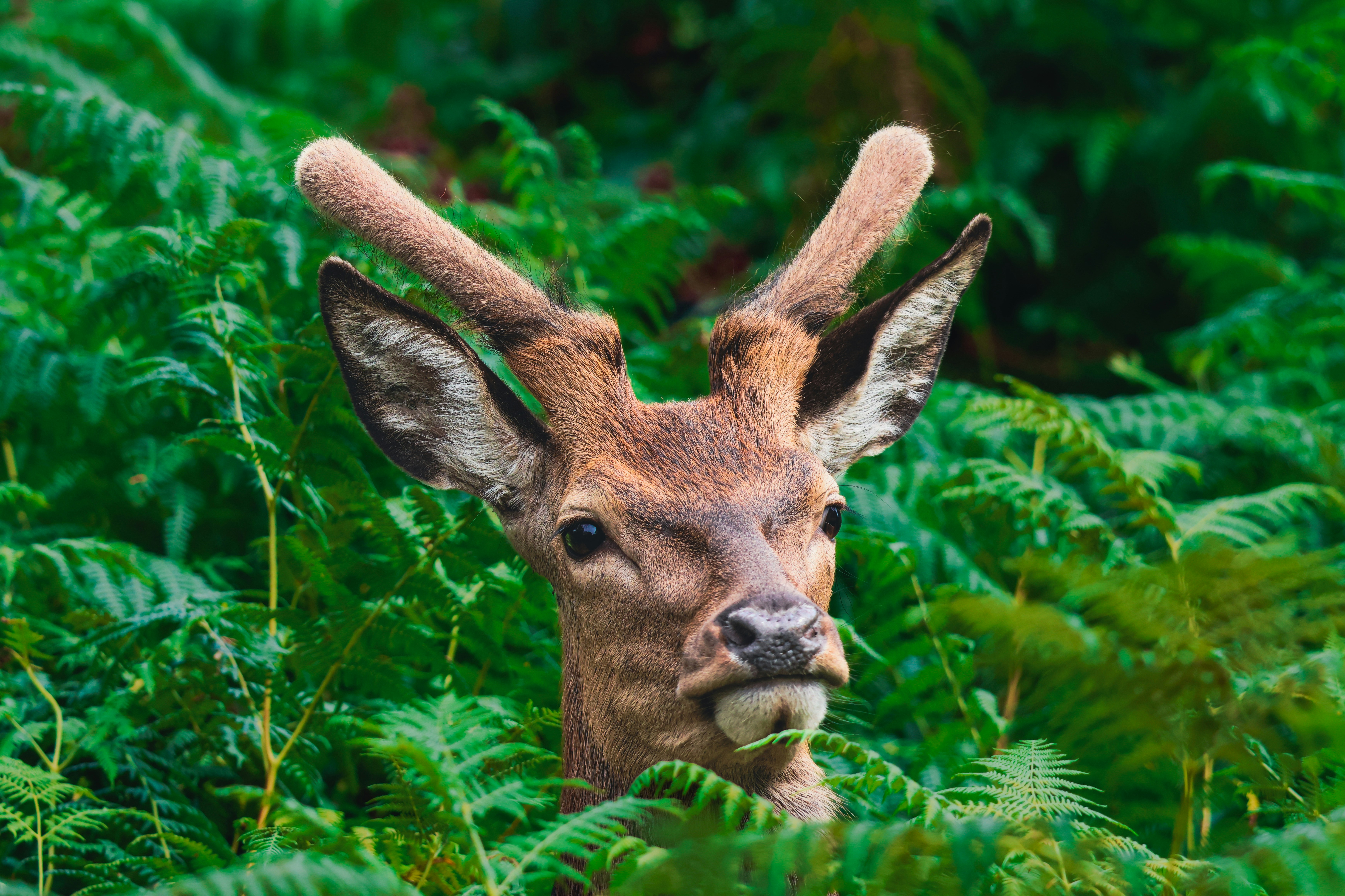 Hidden Majesty: A Fawn-Head Emerges from Verdant Ferns