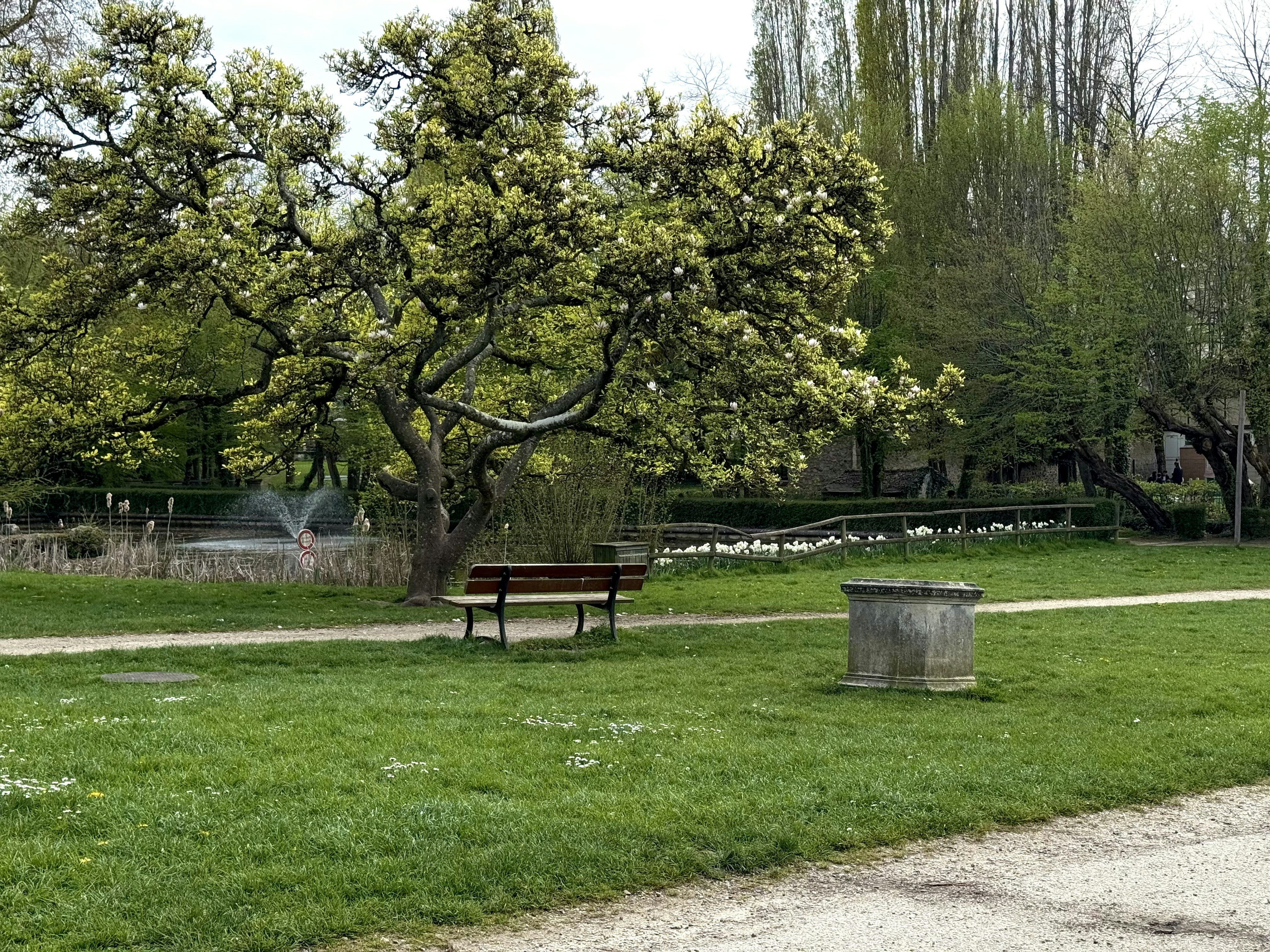 Blossoming Tree Overlooking the Park Bench