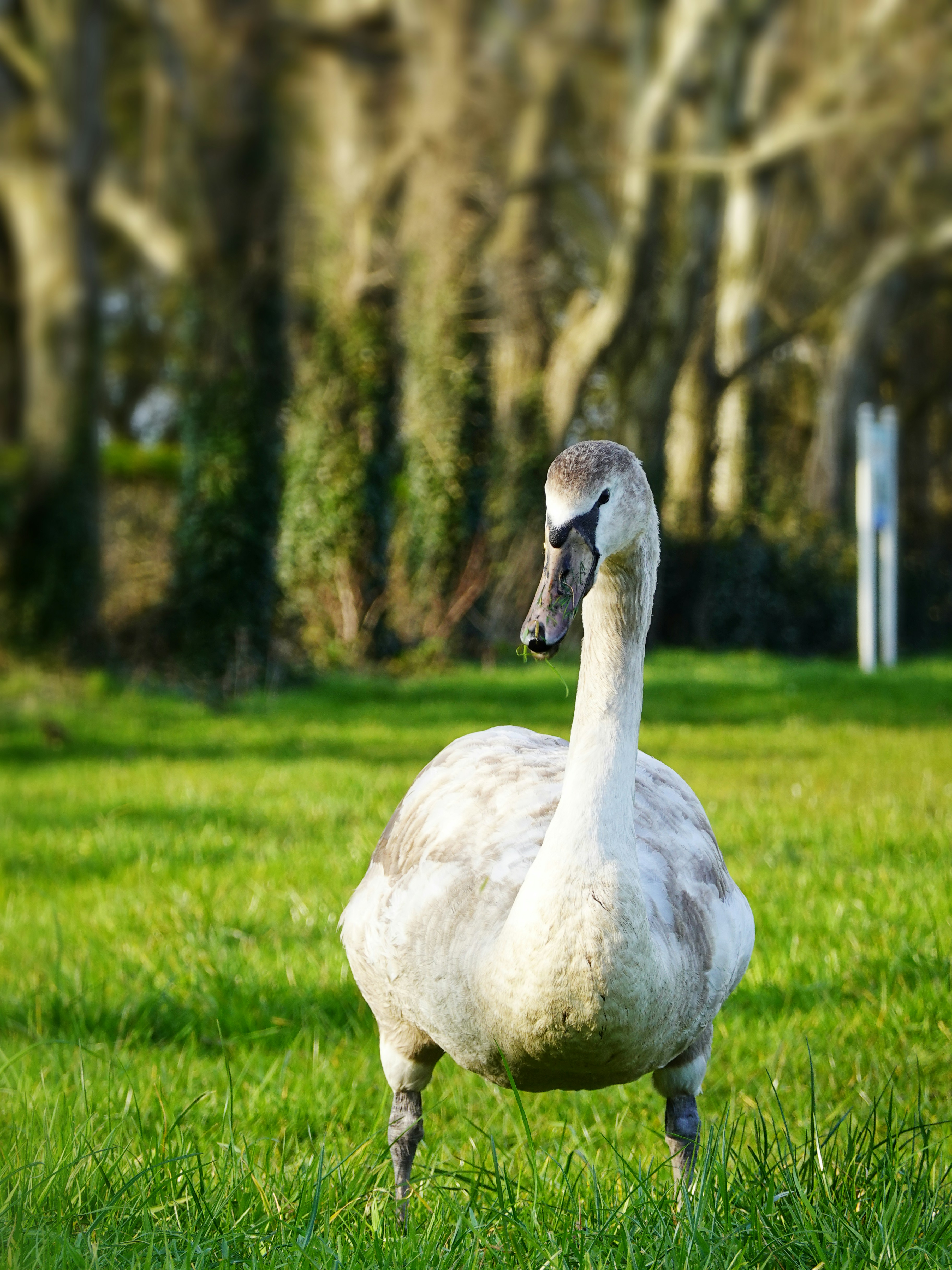 Graceful Swan in a Sunlit Meadow