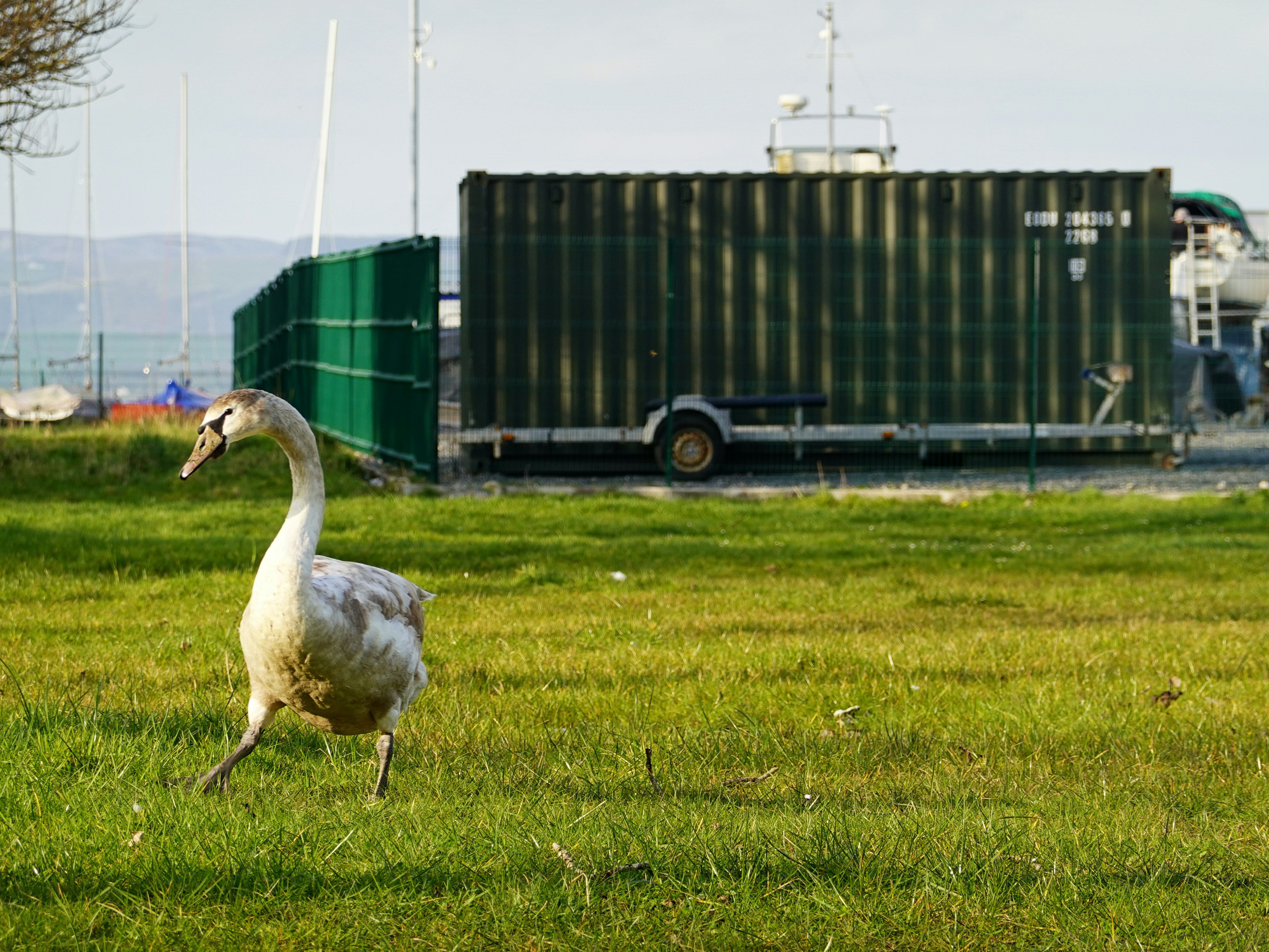 Lonely Goose on a Grassy Patch with a Backdrop of Industrial Containers