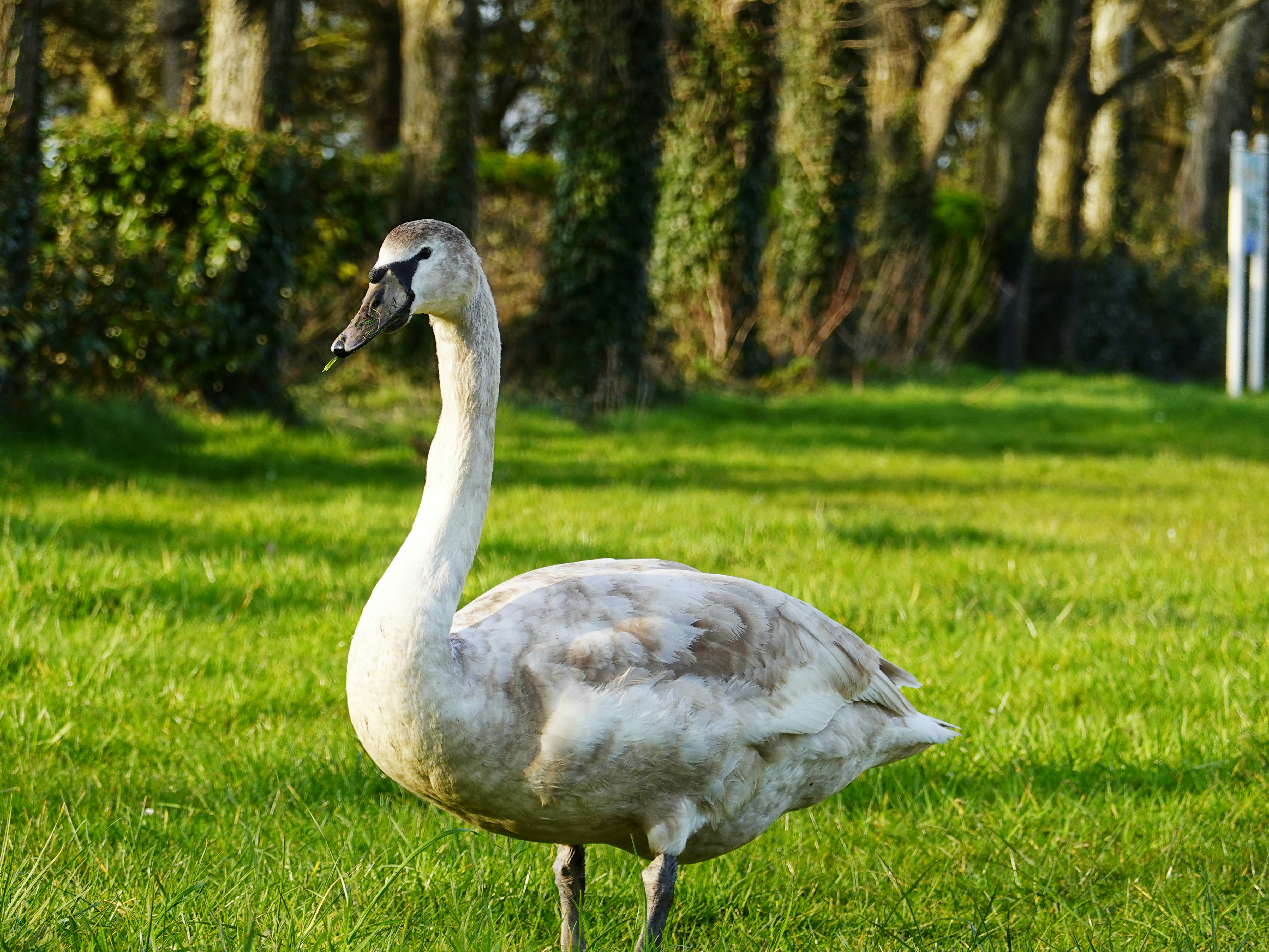 Grace on the Grassy Bank: A Swan in Mid-Green Light