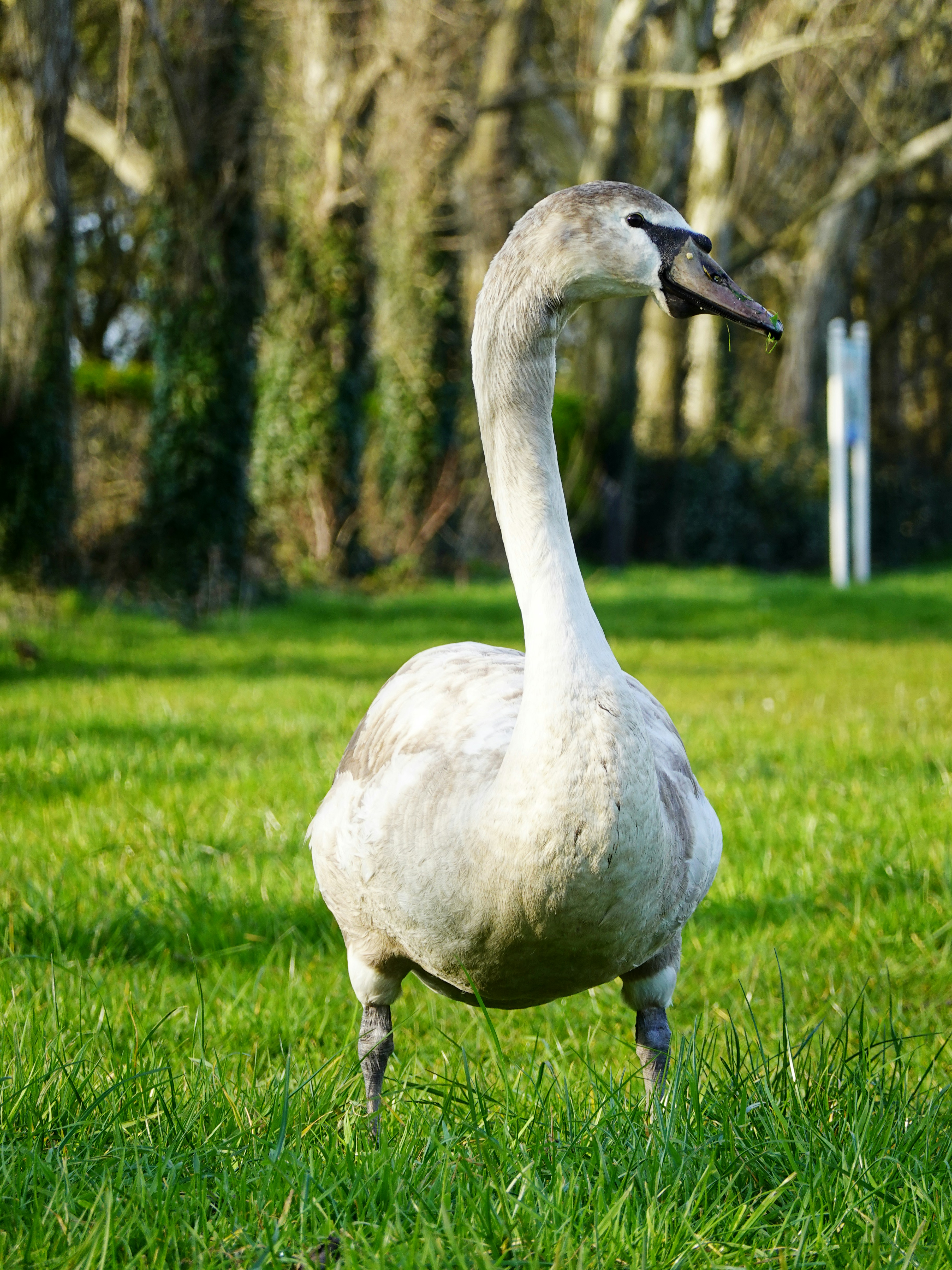 Elegant Swan in a Sunlit Park