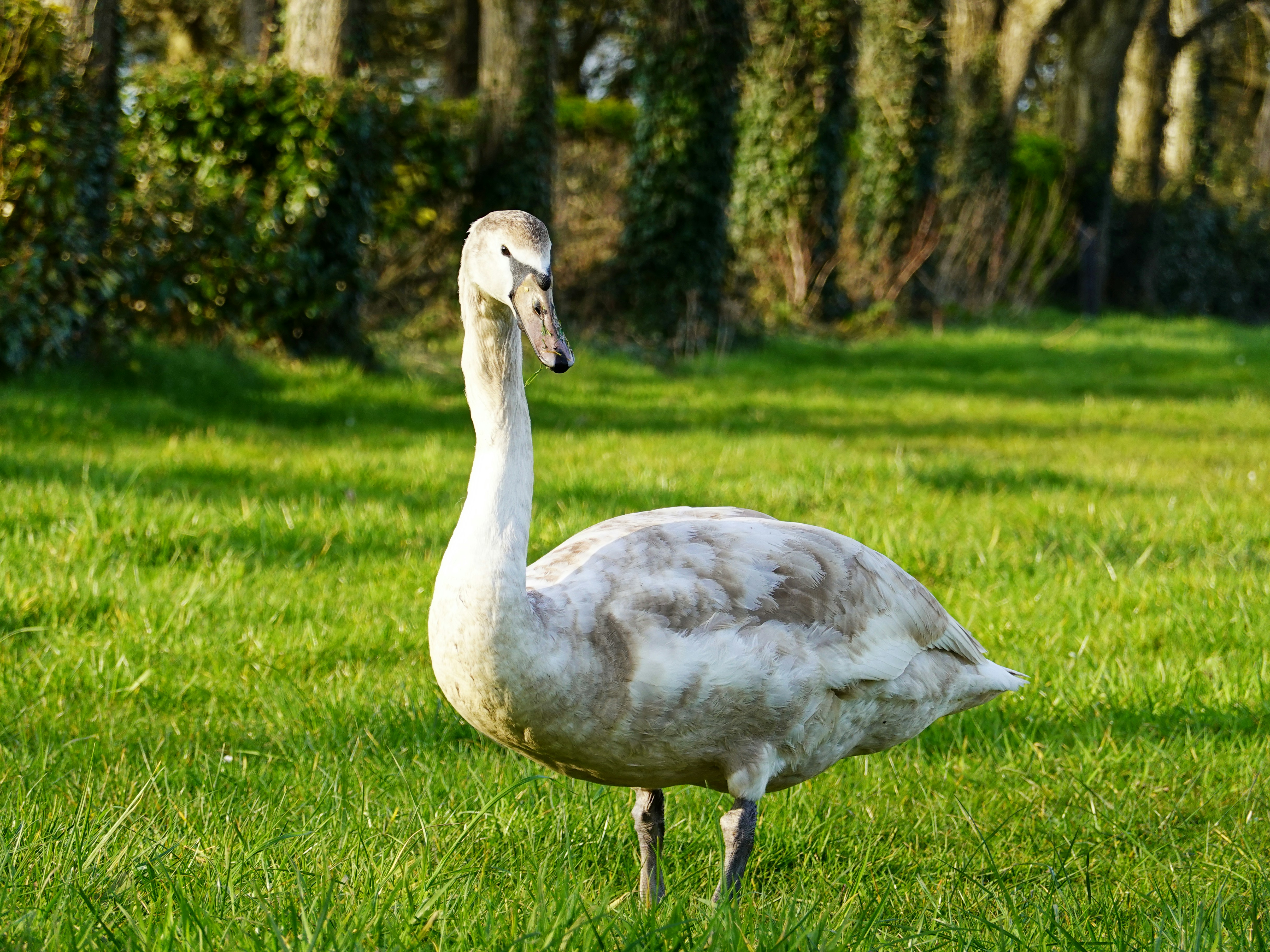 Graceful White Goose Standing in Sunlit Park