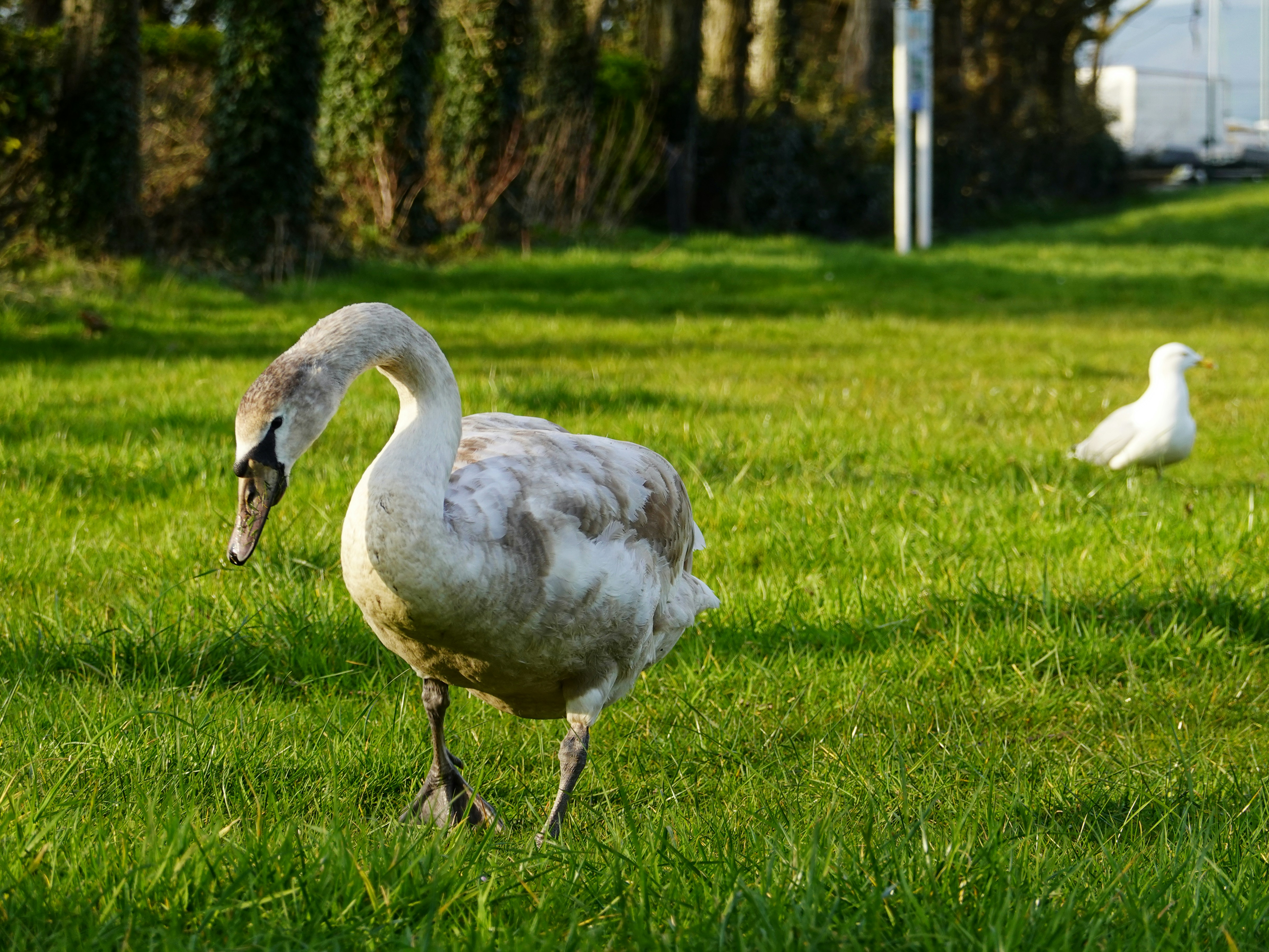 A solitary swan on sunlit grass with distant gull