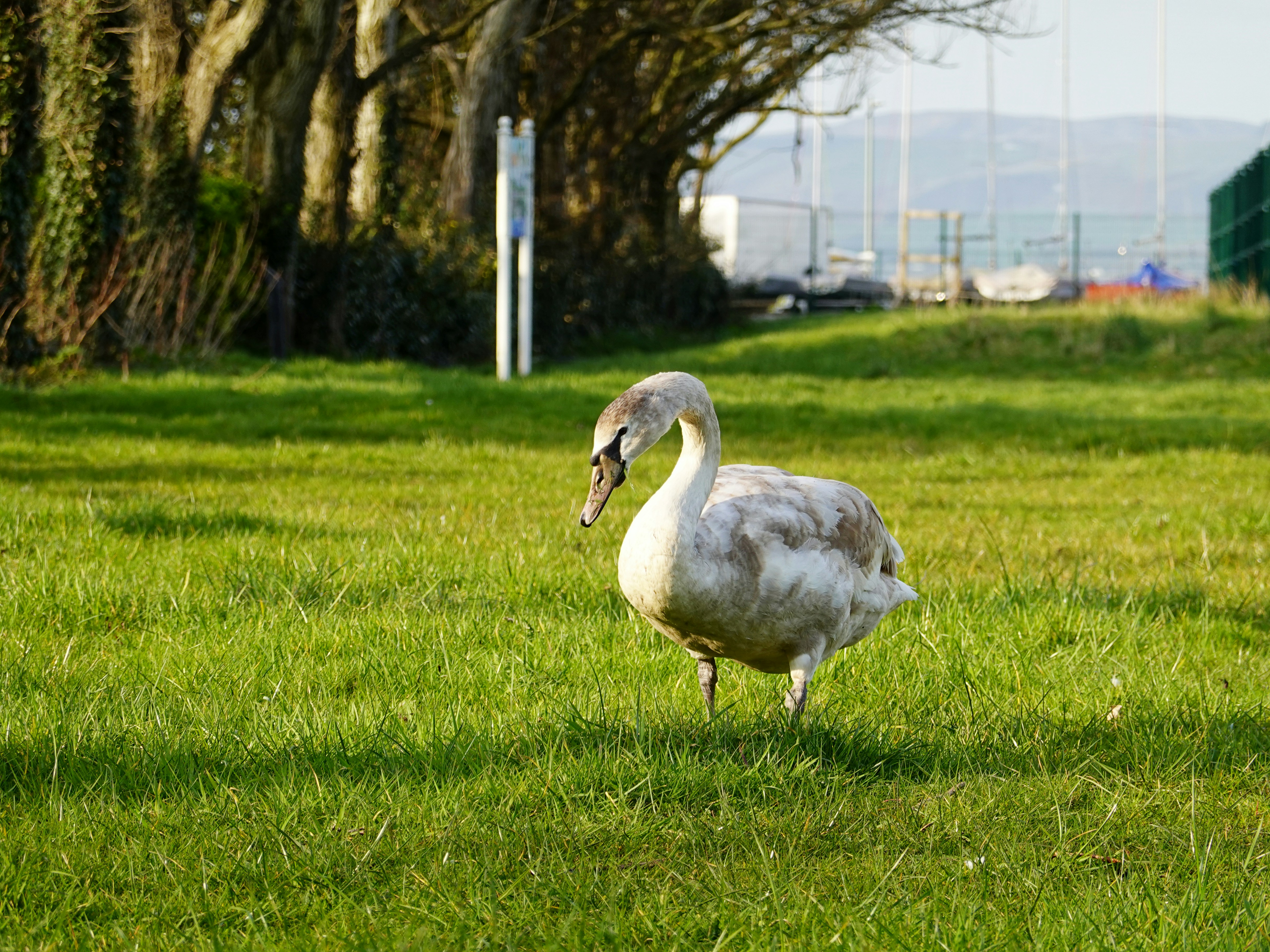 A young swan stands on a grassy field.