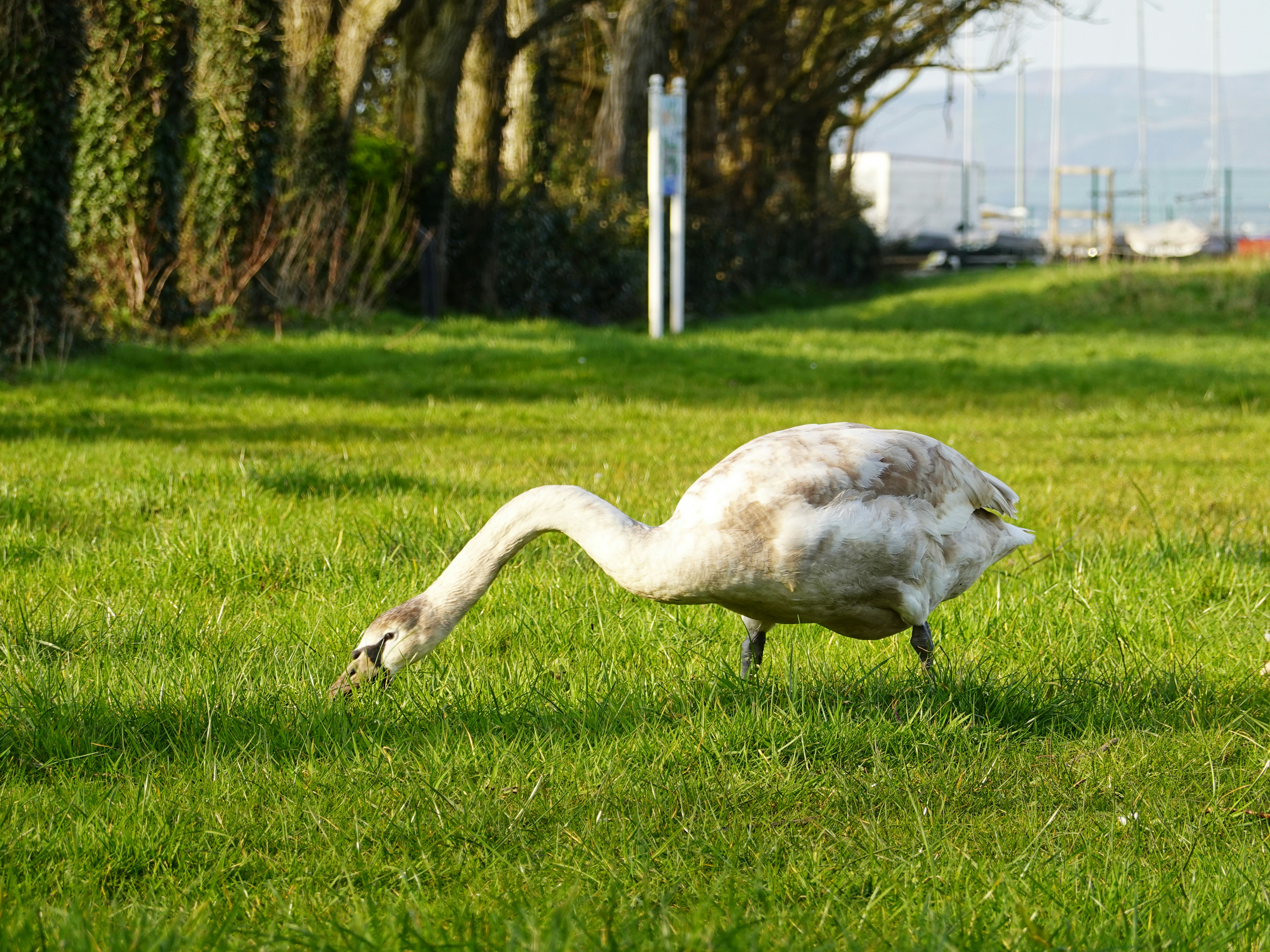 A young swan grazing on green grass.