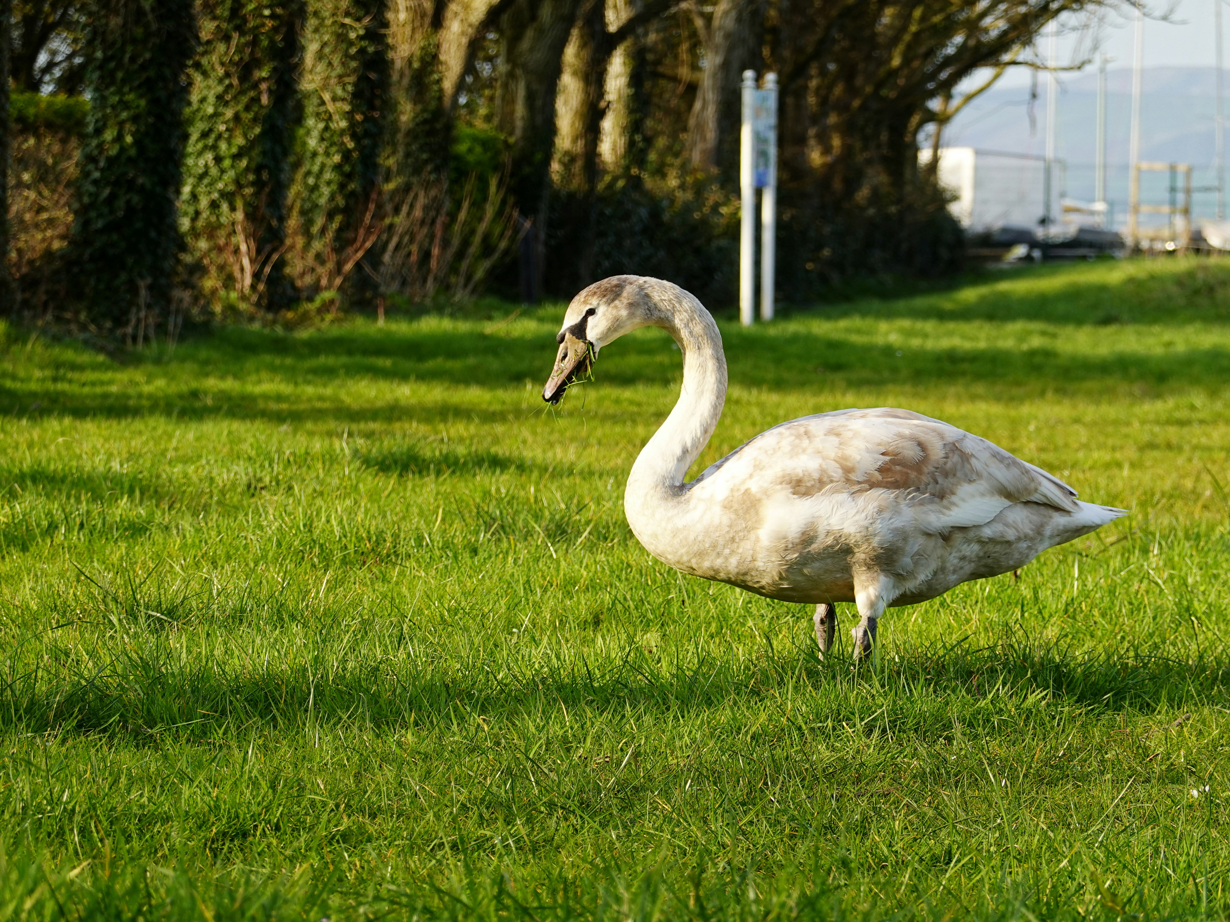 Curled Neck in a Meadow: A lone swan under the park trees