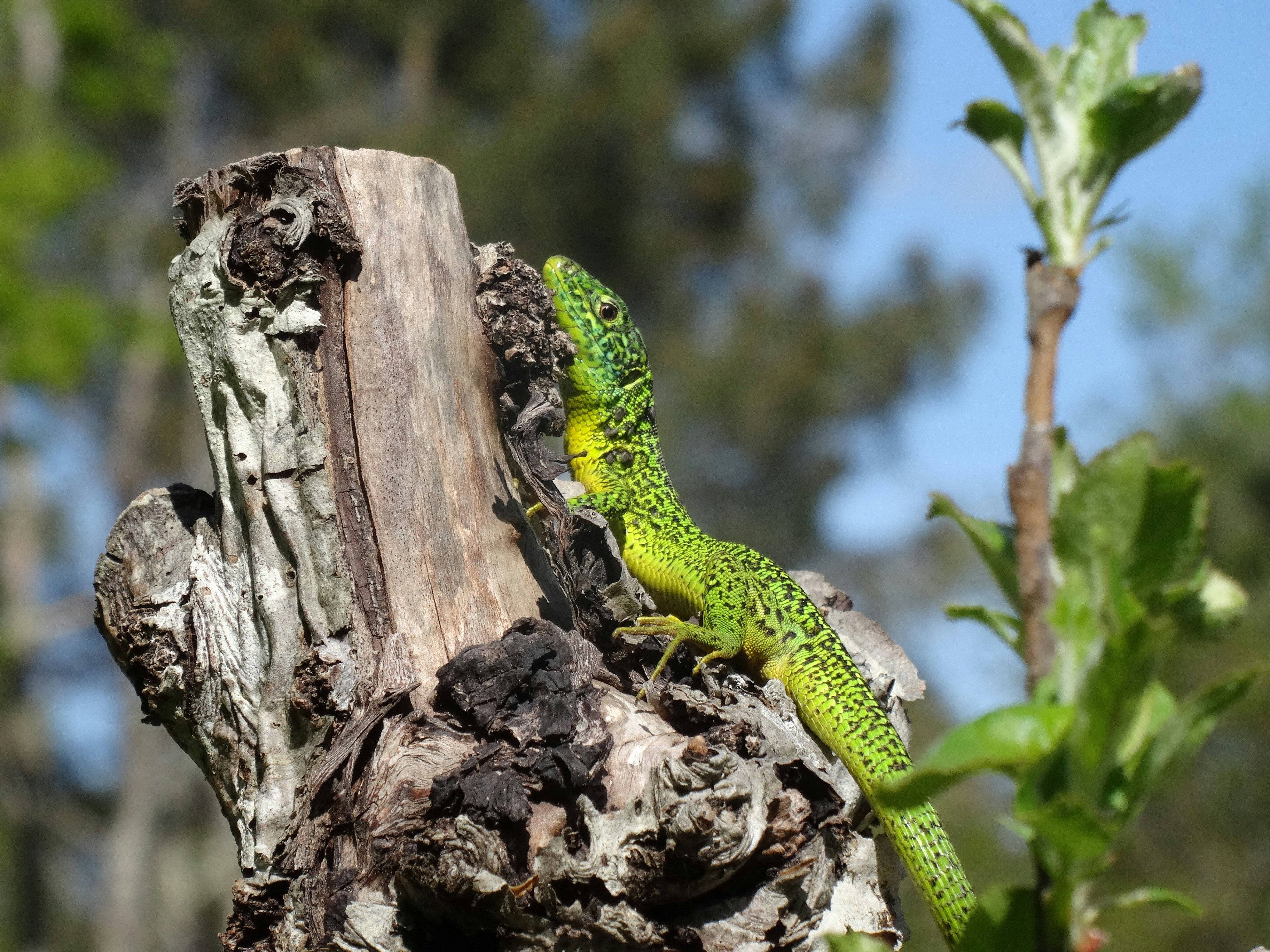 Emerald Watcher on Weathered Wood