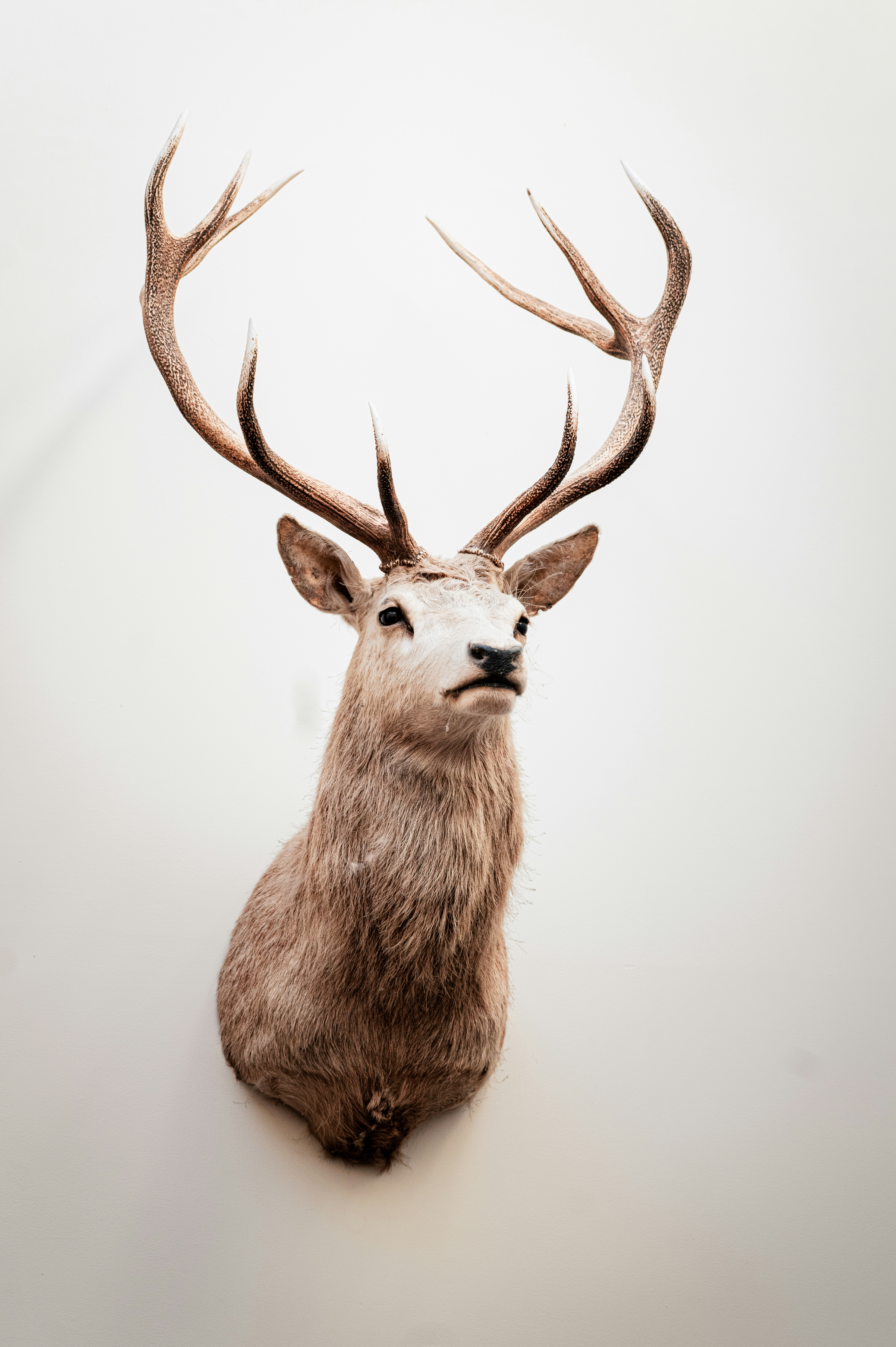 Antlered Silhouette: A deer taxidermy bust against a pale backdrop