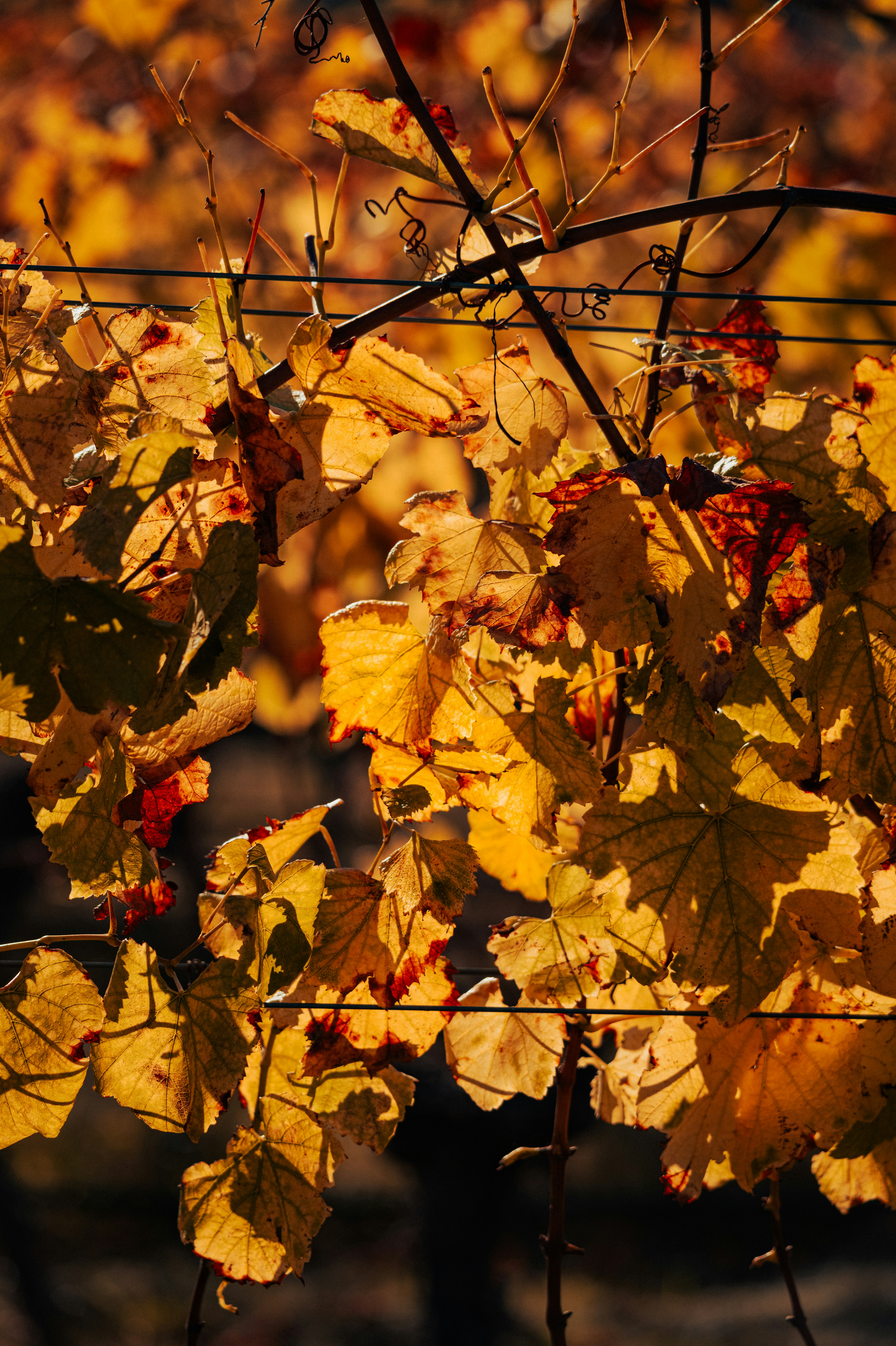 Autumn Veil on the Wire: Golden Leaves in Morning Light