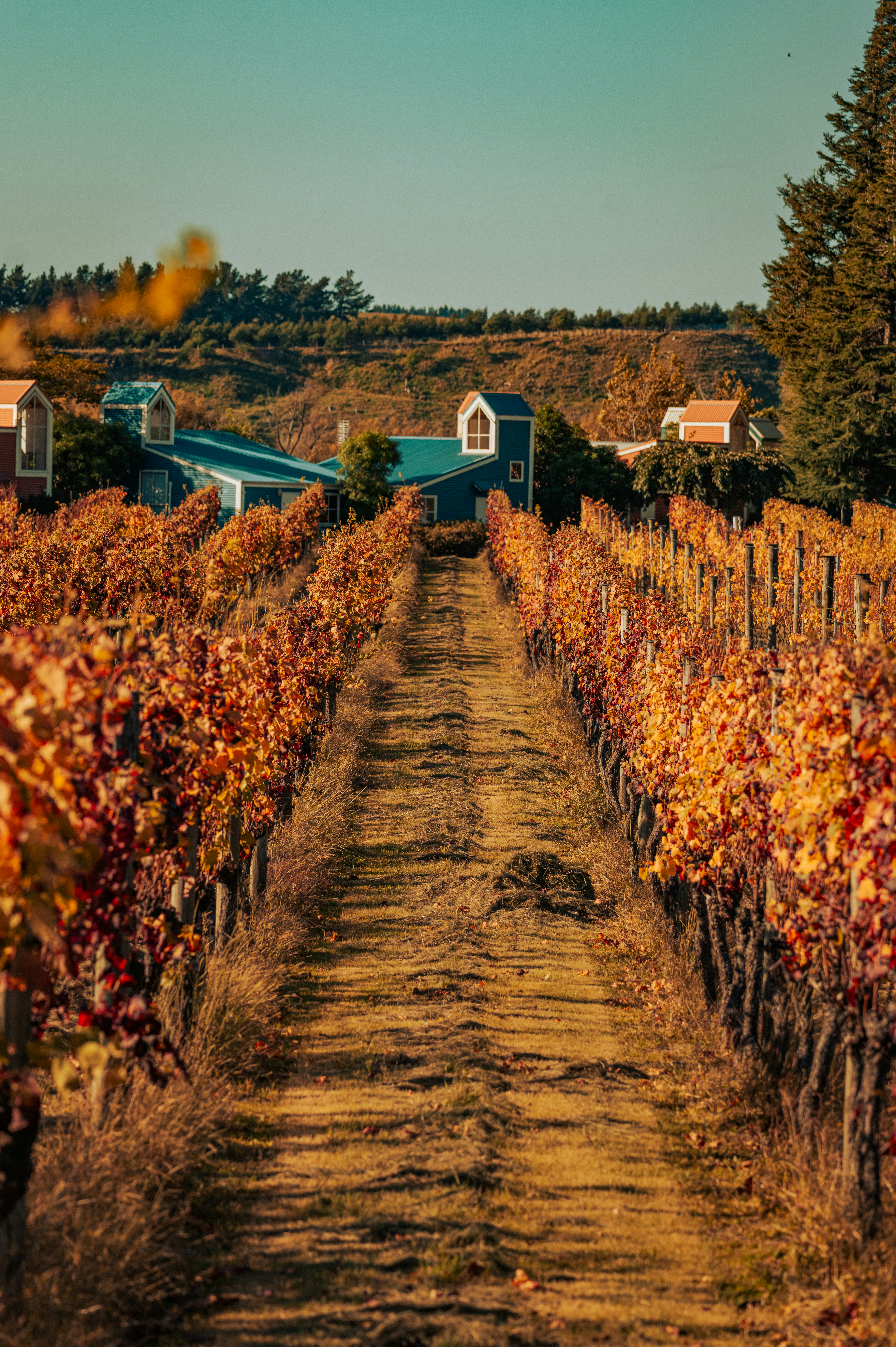 Golden vineyard rows frame a dirt path toward a distant blue barn, bathed in warm autumn light. A landscape scene showing a working grape yard with color-saturated foliage.