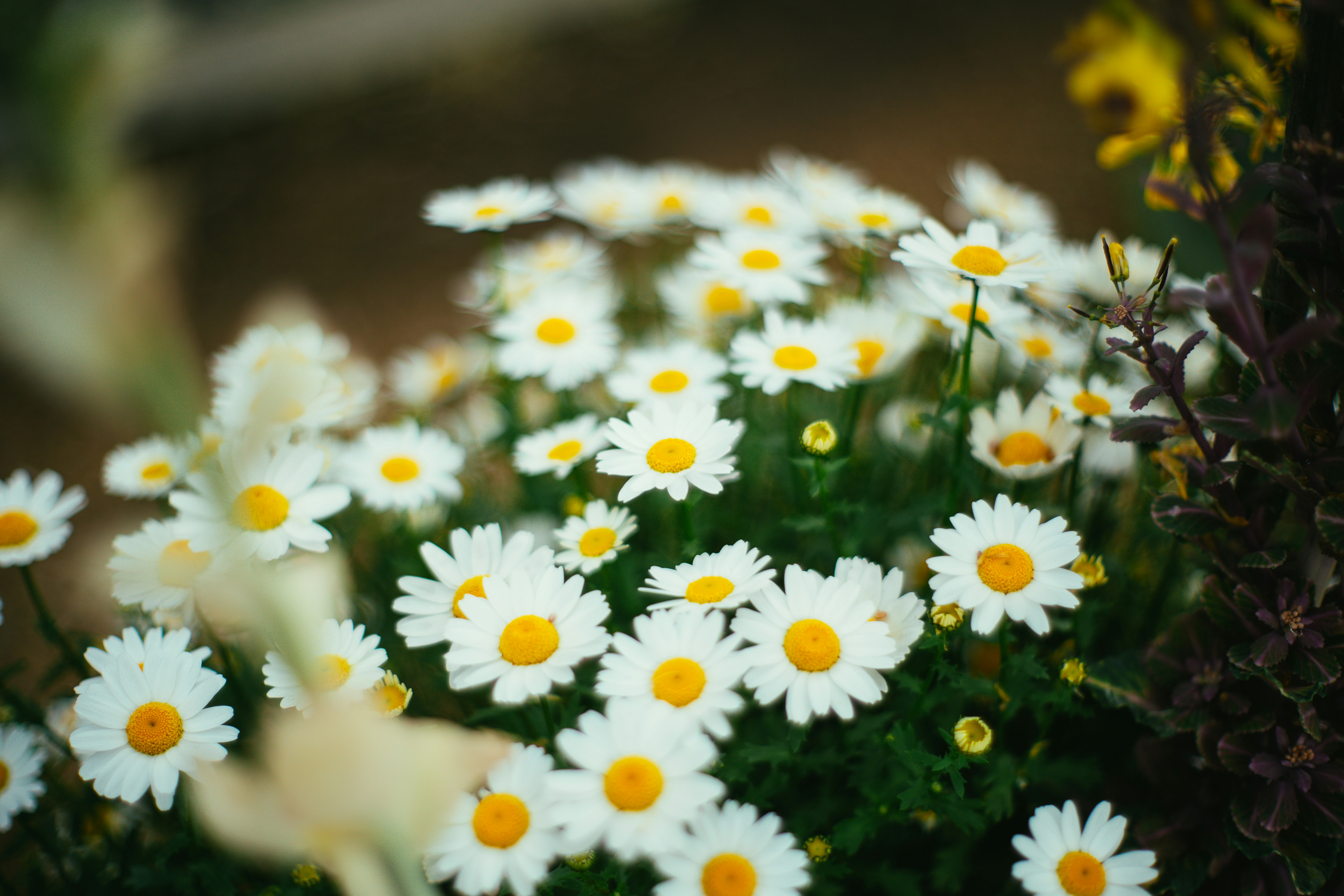Sunlit Daisies in a Quiet Corner Garden