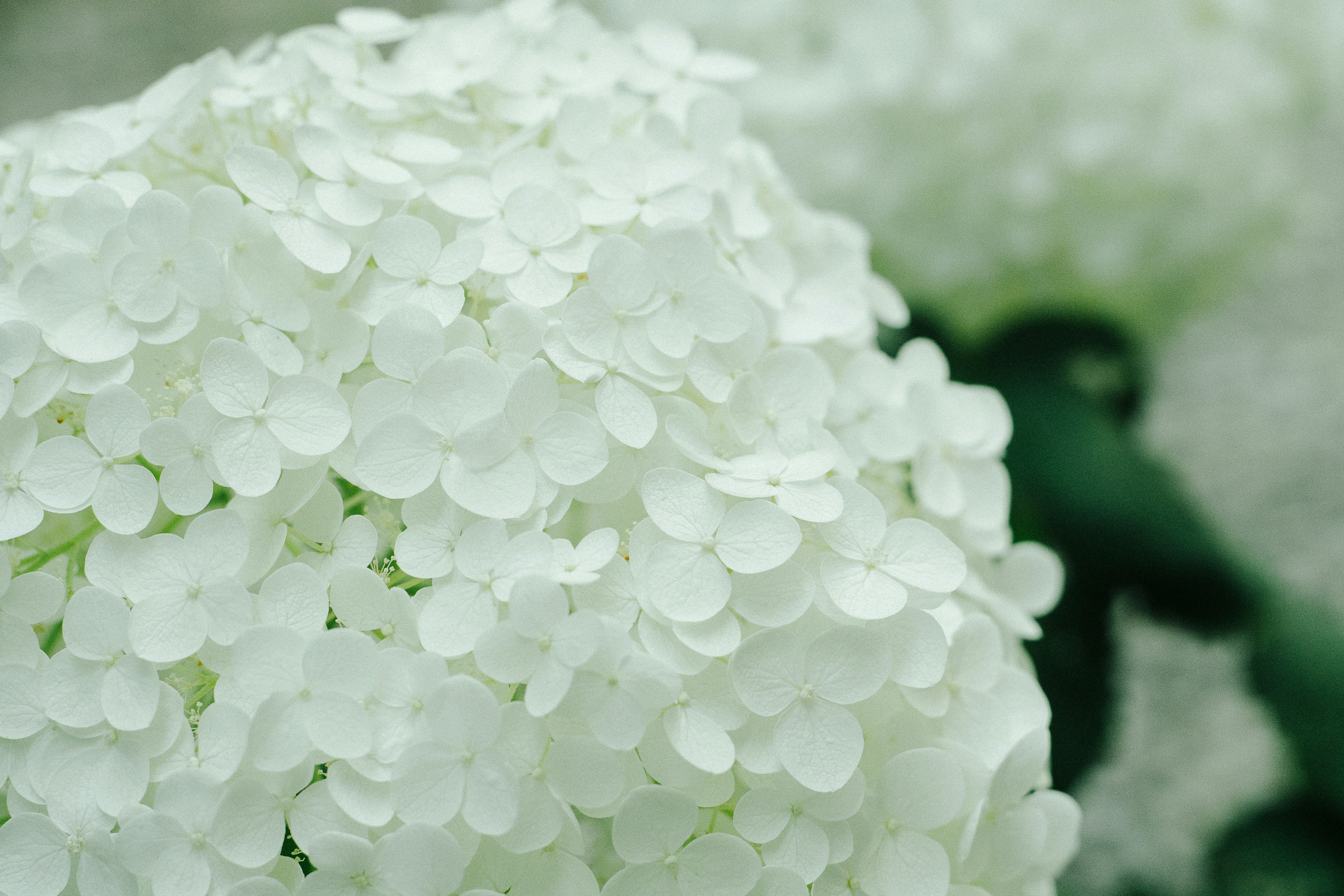 Quiet Volume: A Close‑Up of Hydrangea Blooms
