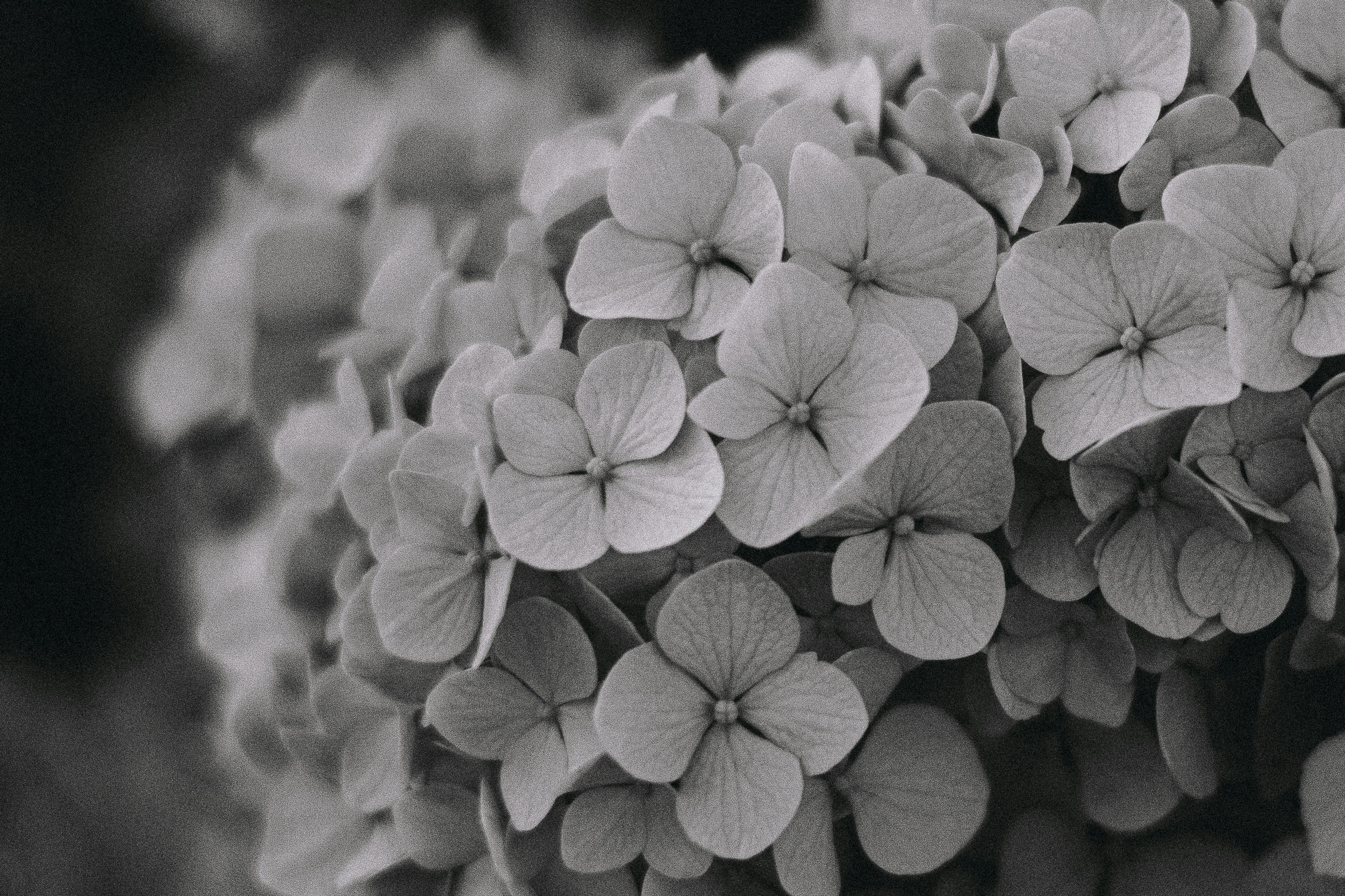 Soft Hydrangea Field in Monochrome