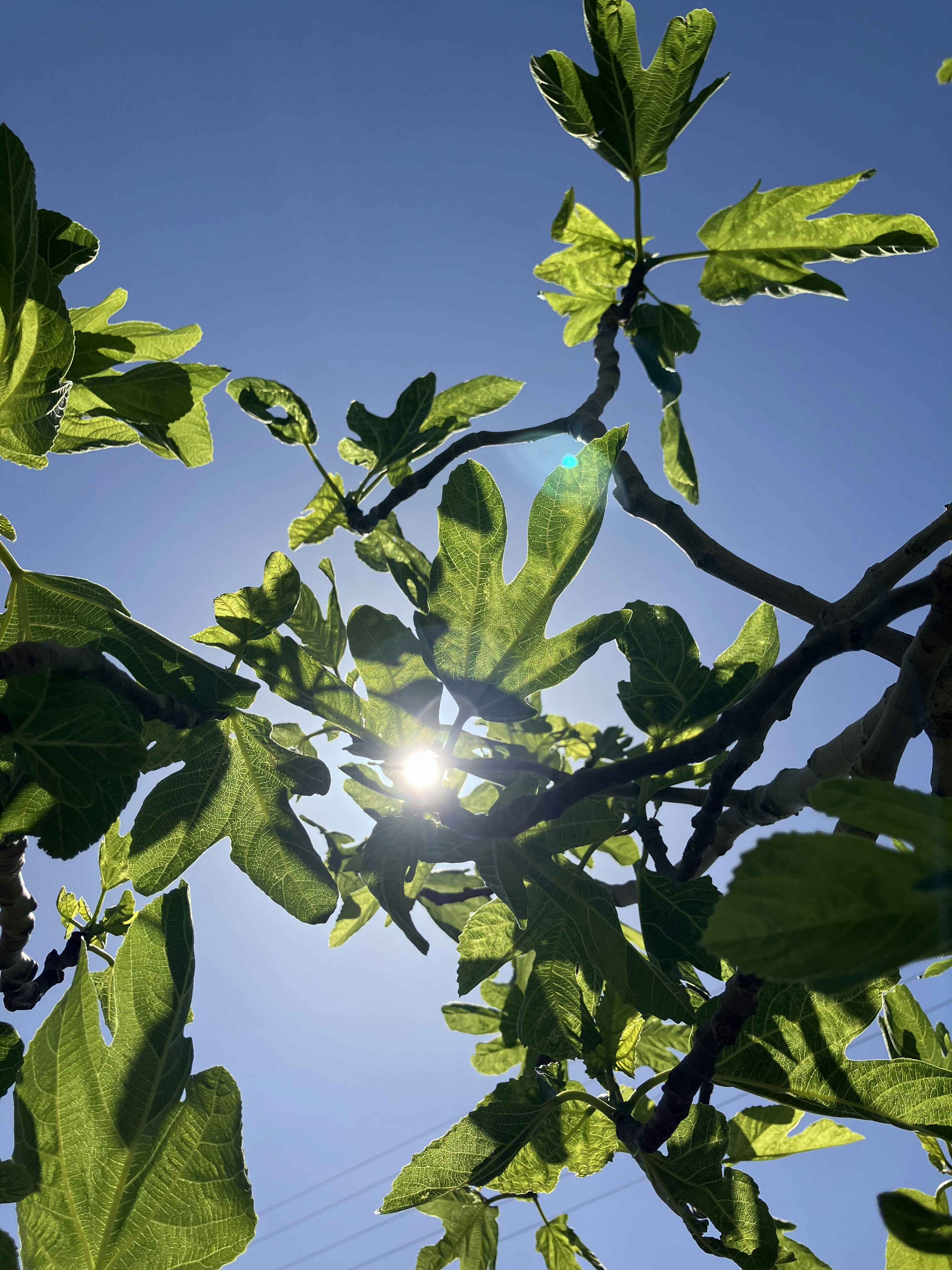 Sunlit Leaves Against a Clear Sky
