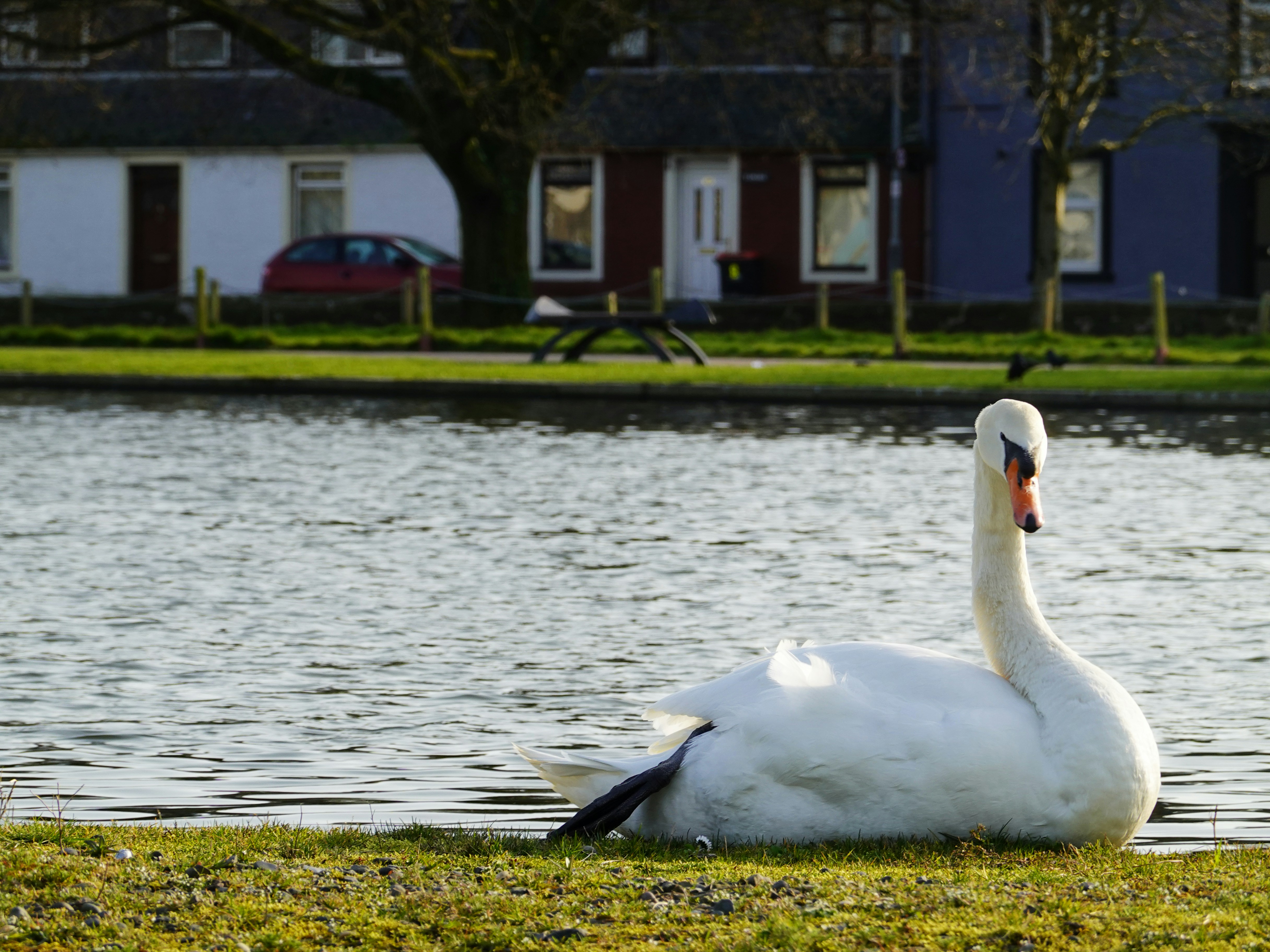 Swan at the Waterline: Quiet Centered Grace