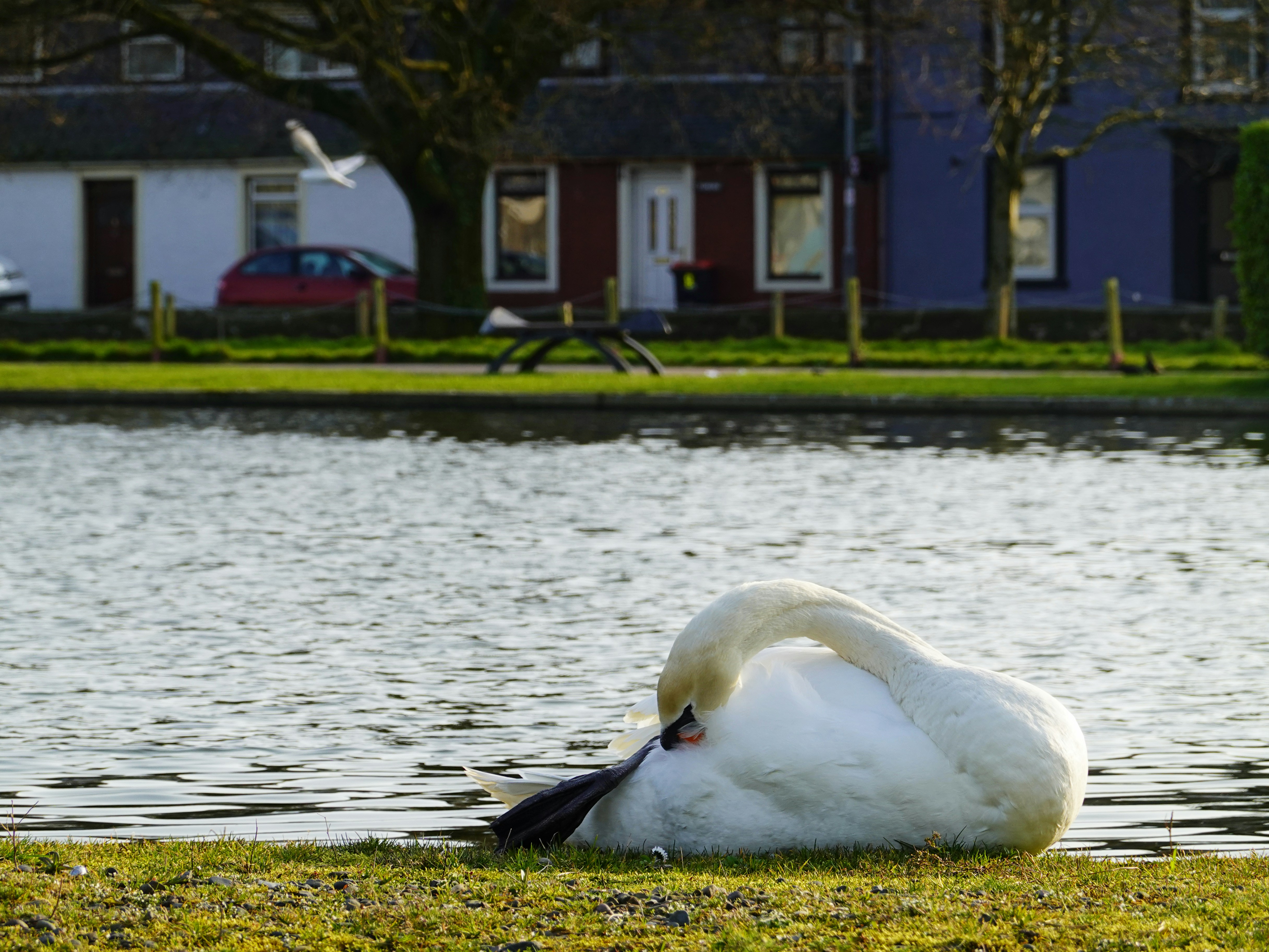 A swan rests on the grassy bank of a lake.
