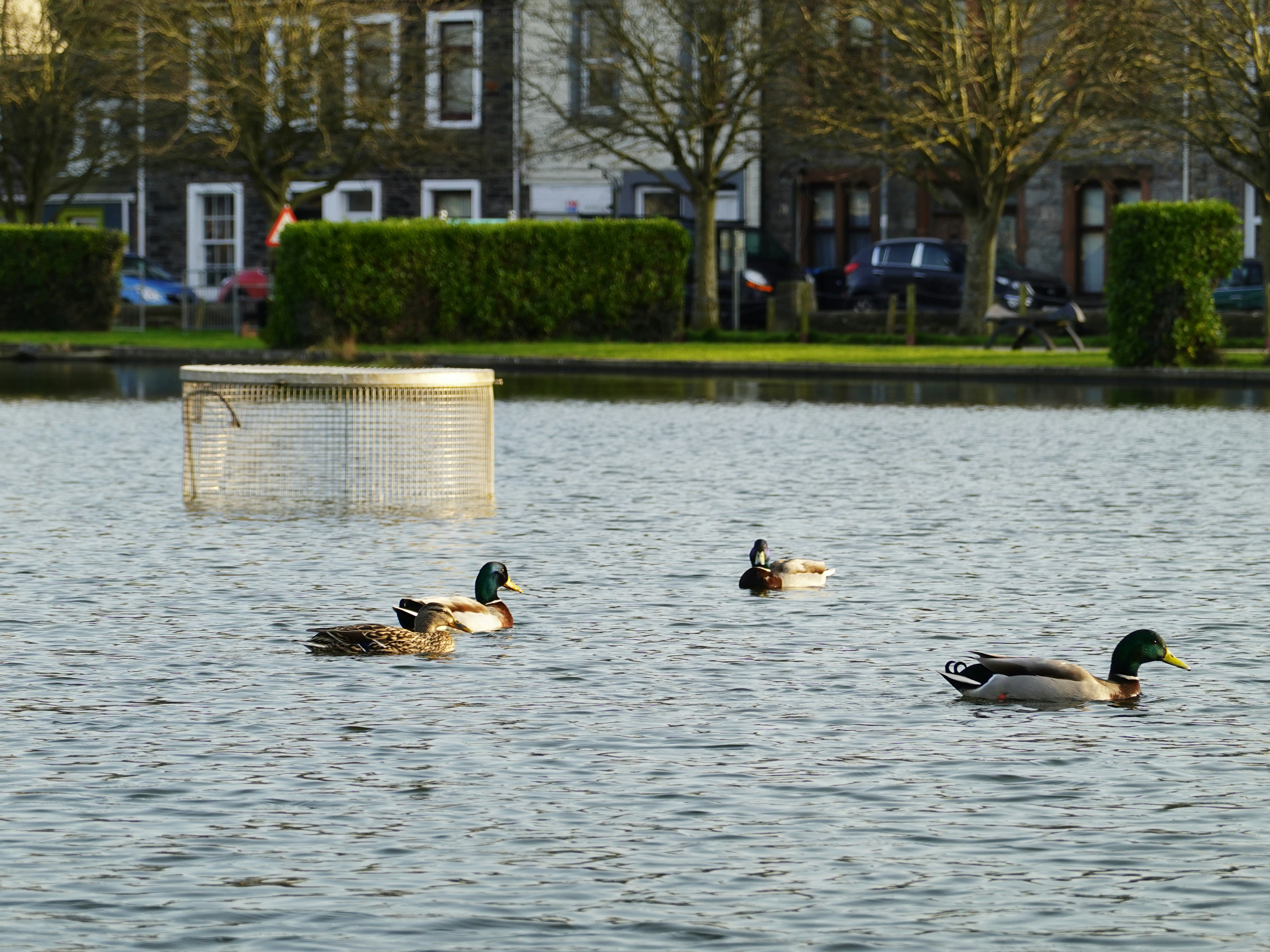 Three Surfacing Mallards on a Calm Urban Lake