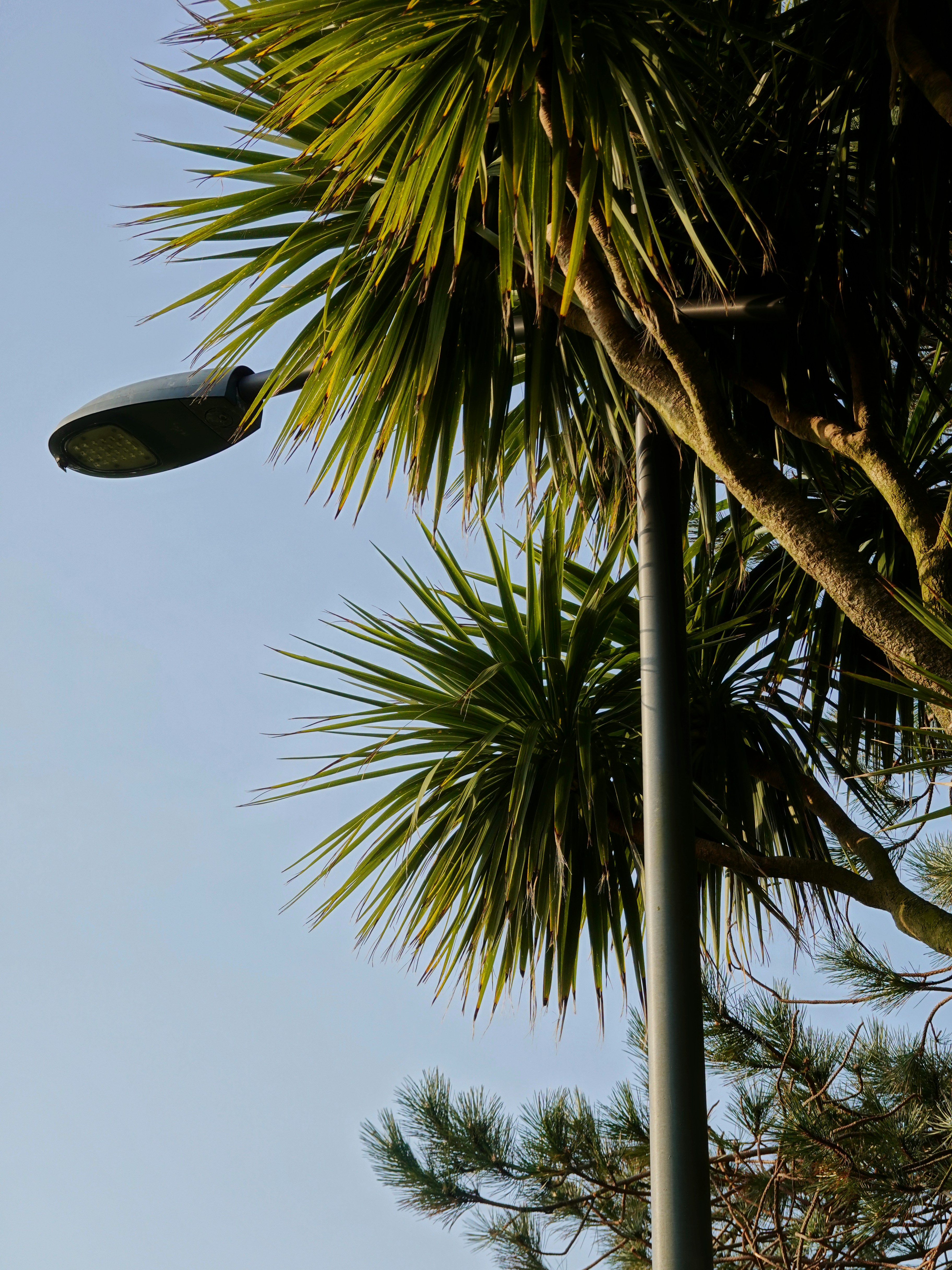 Desert Palm Streetlight silhouette against a clear sky