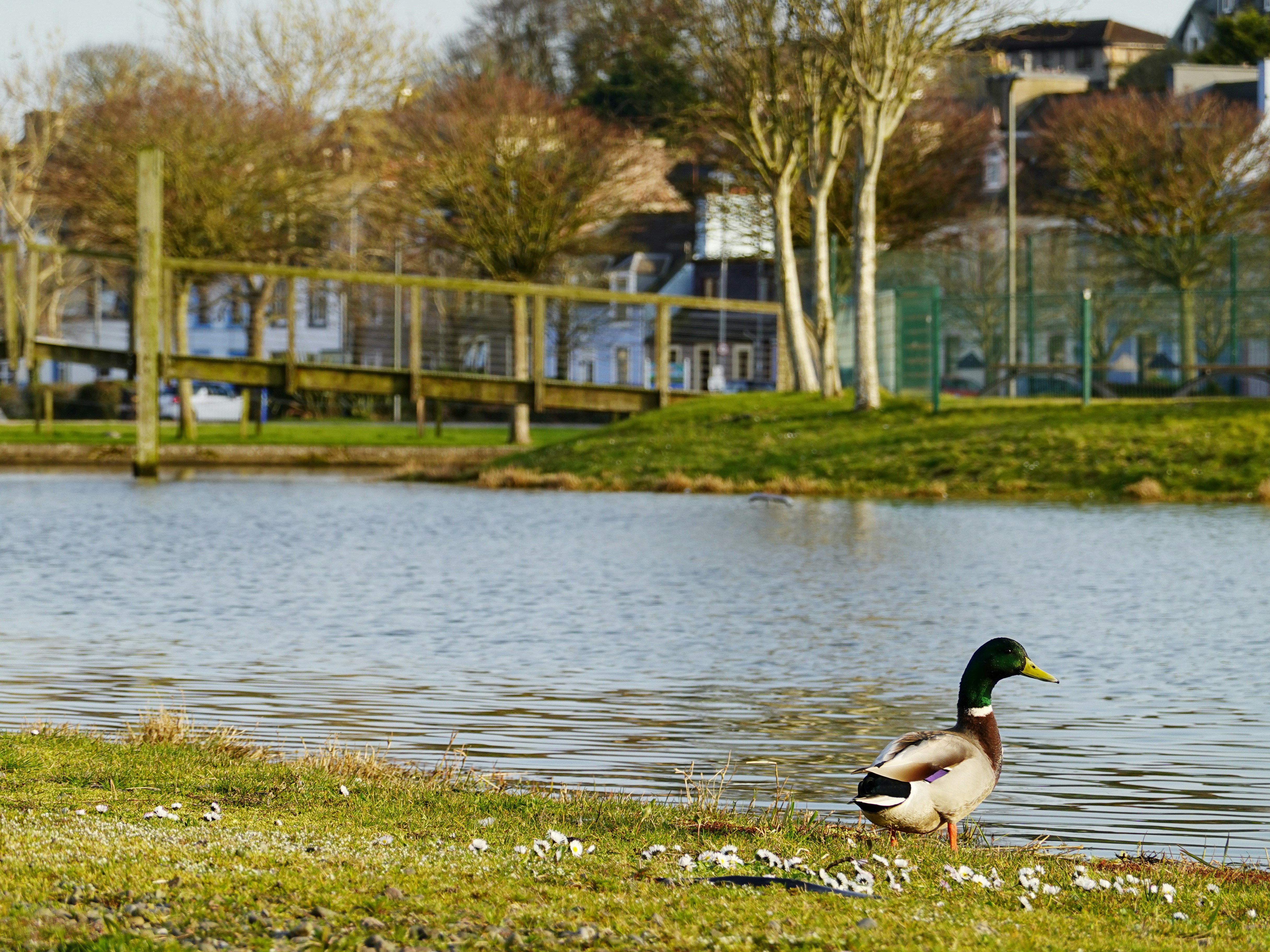 Mallard by the Lakeside: Calm Water, Quiet Park