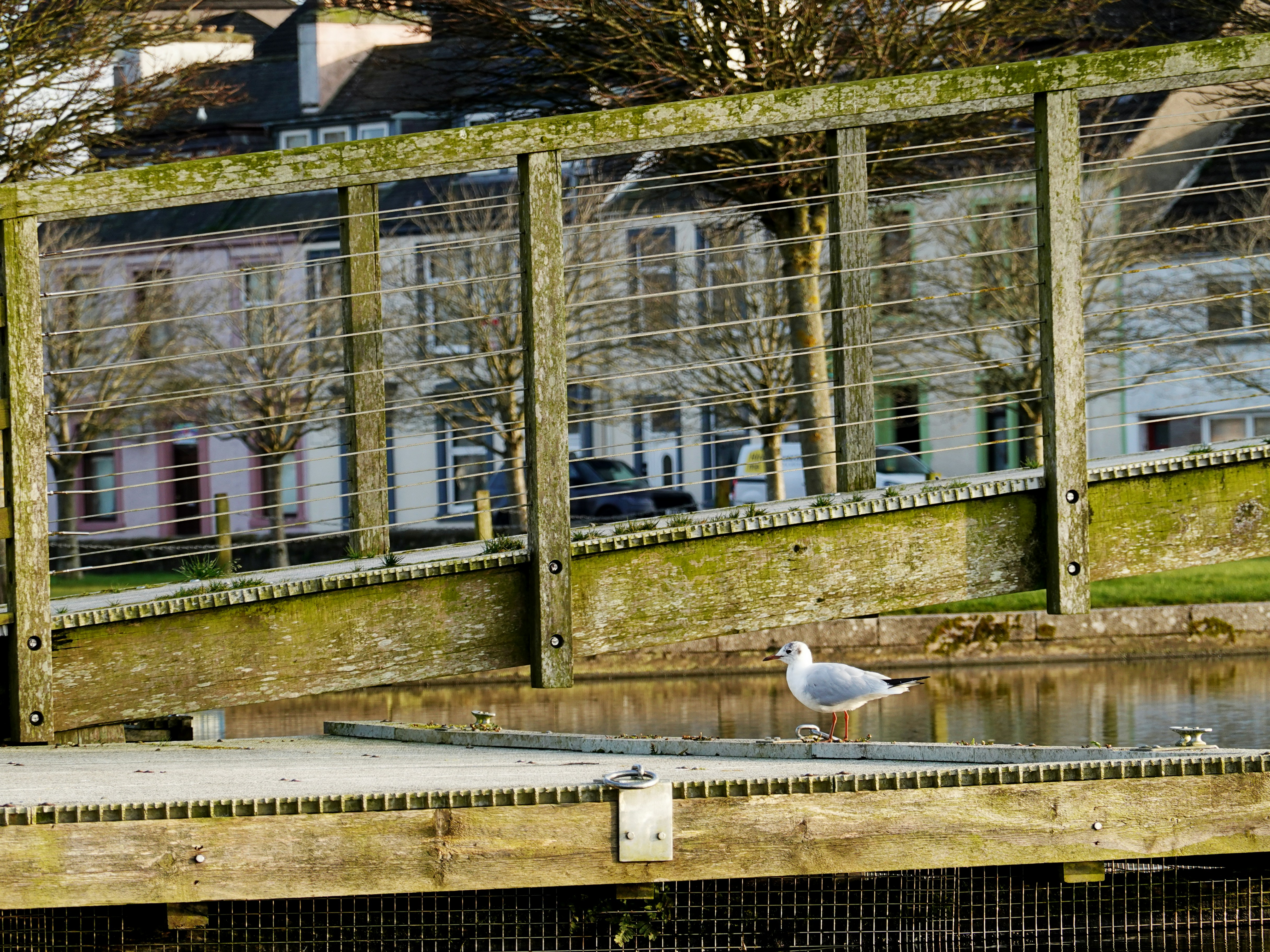 Seagull Sentinel on a Quiet River Walk