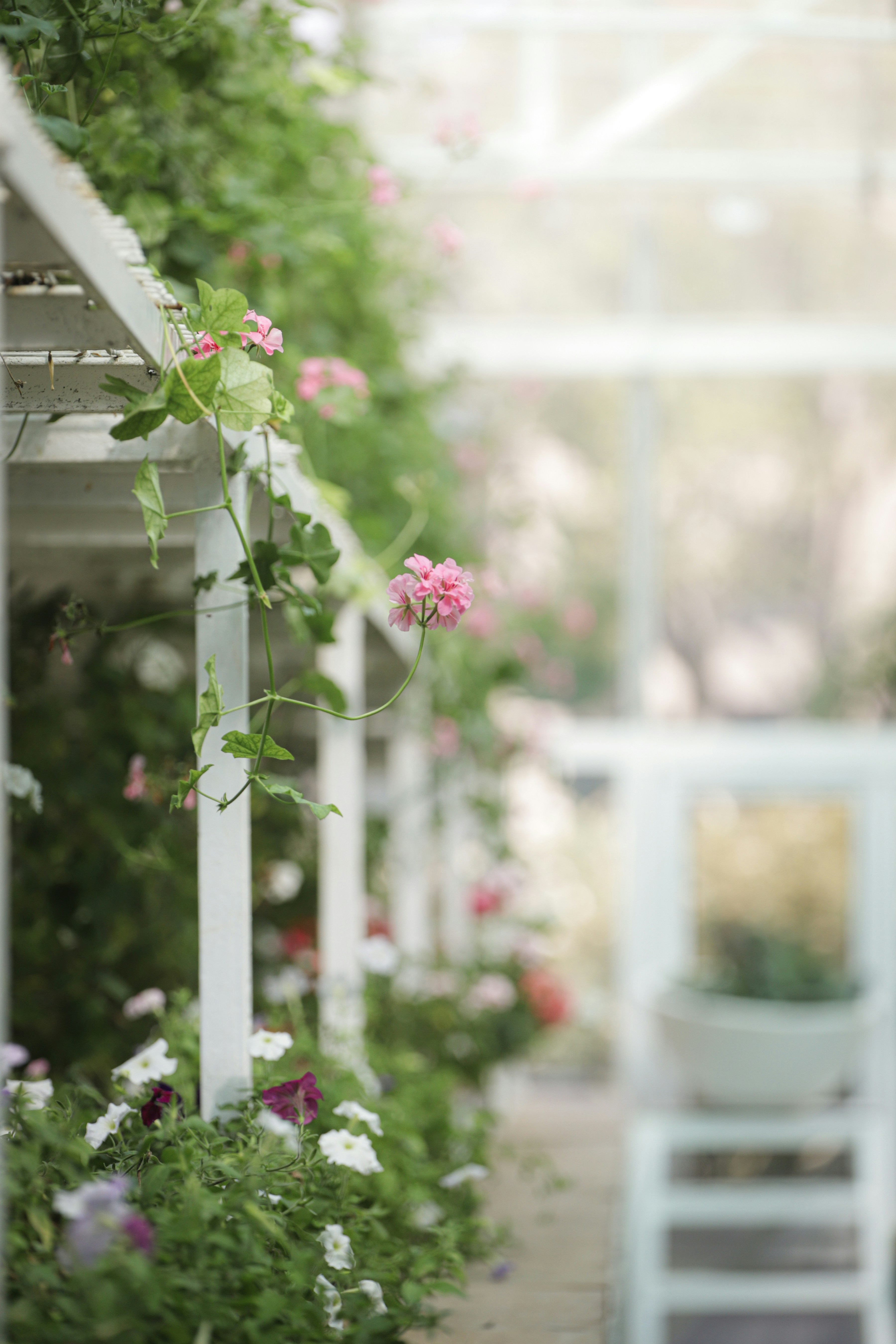Pink climber threads the white trellis in a sunlit greenhouse