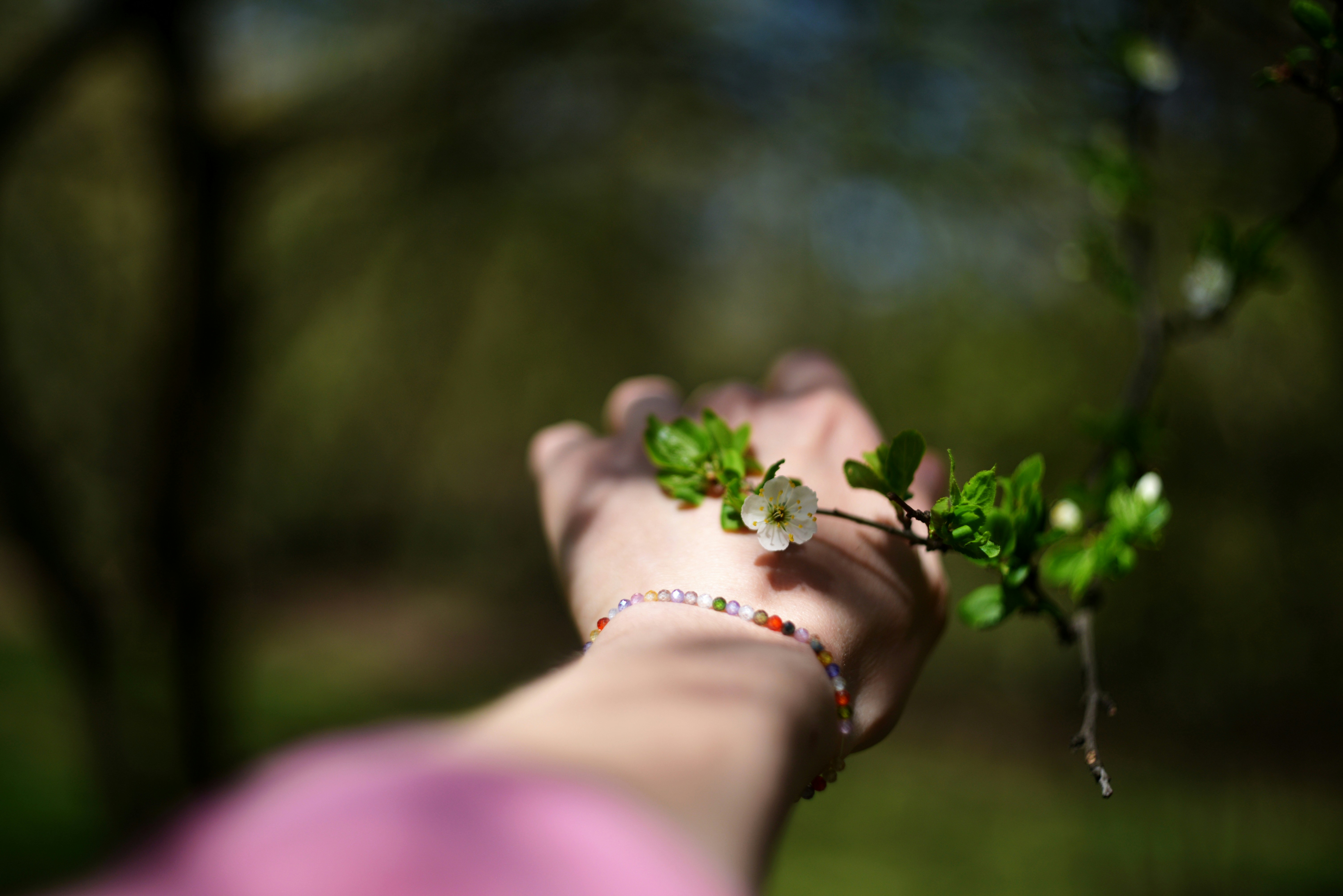 Branching into Focus: A Tender Reach Toward Blossoms