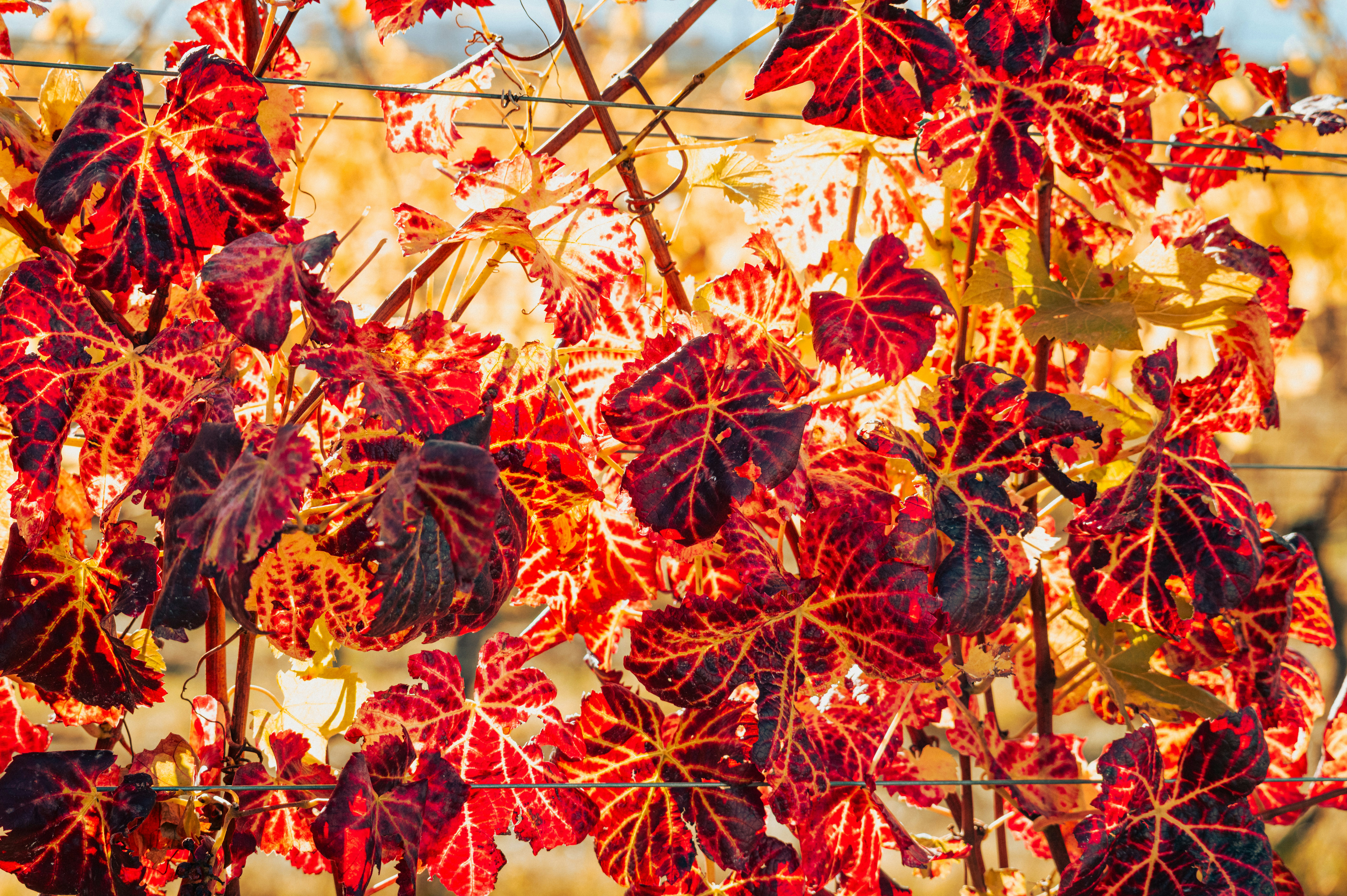 Autumn Ember: A Dense Tapestry of Red Leaves