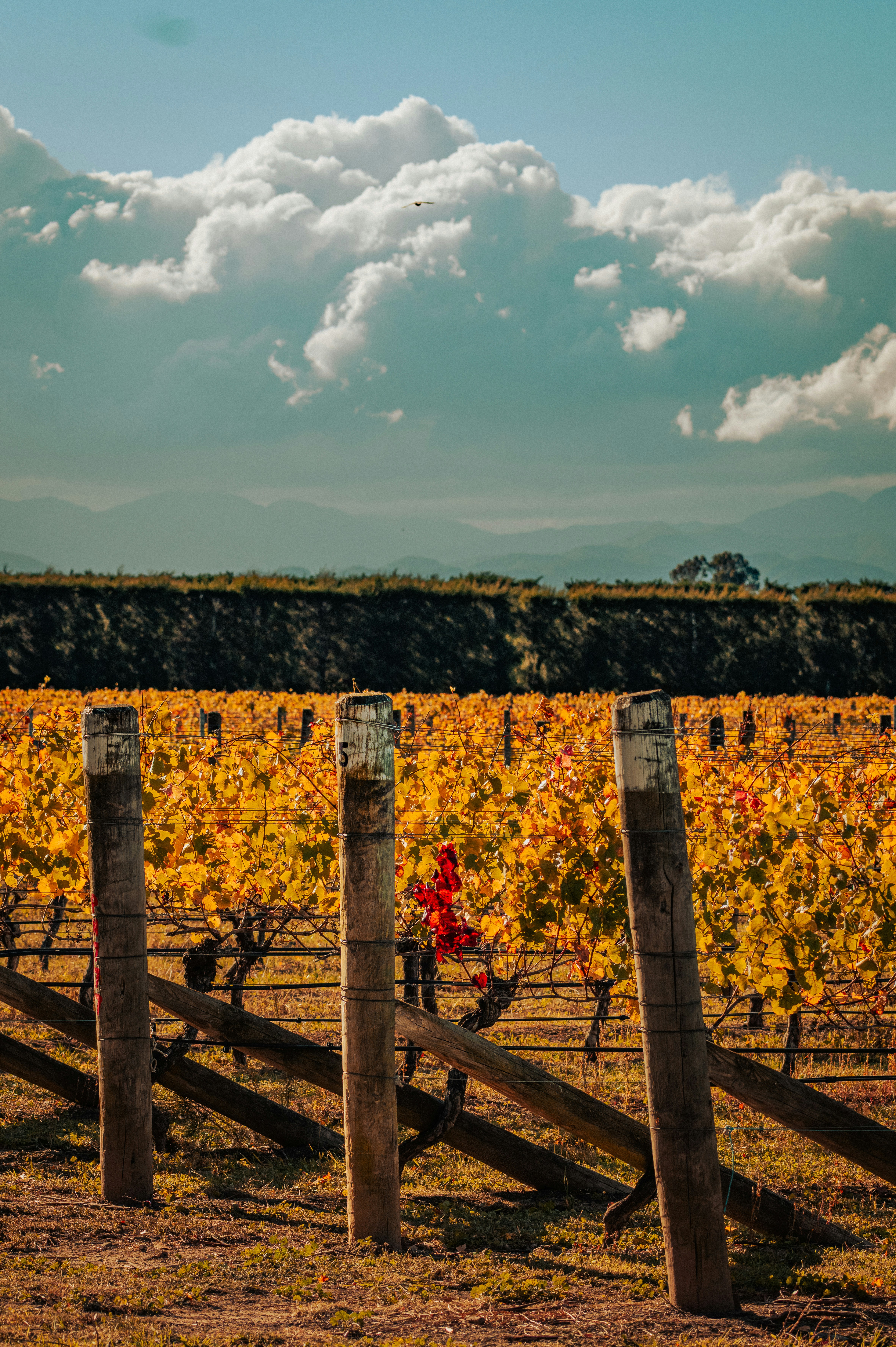 Golden Rows: Sunlit Vines Behind Weathered Posts