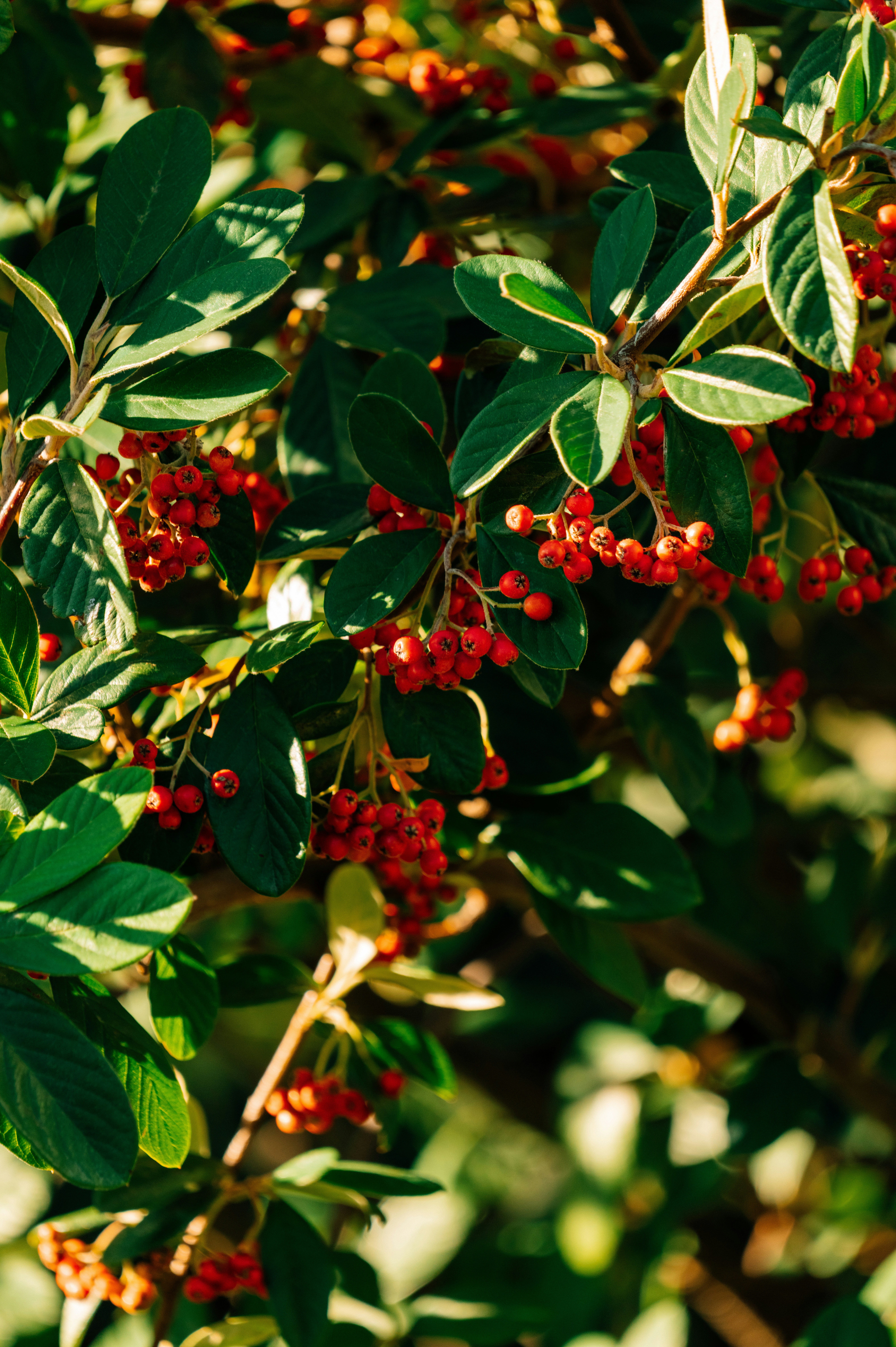 Crimson Berries Among Dense Evergreen Bells
