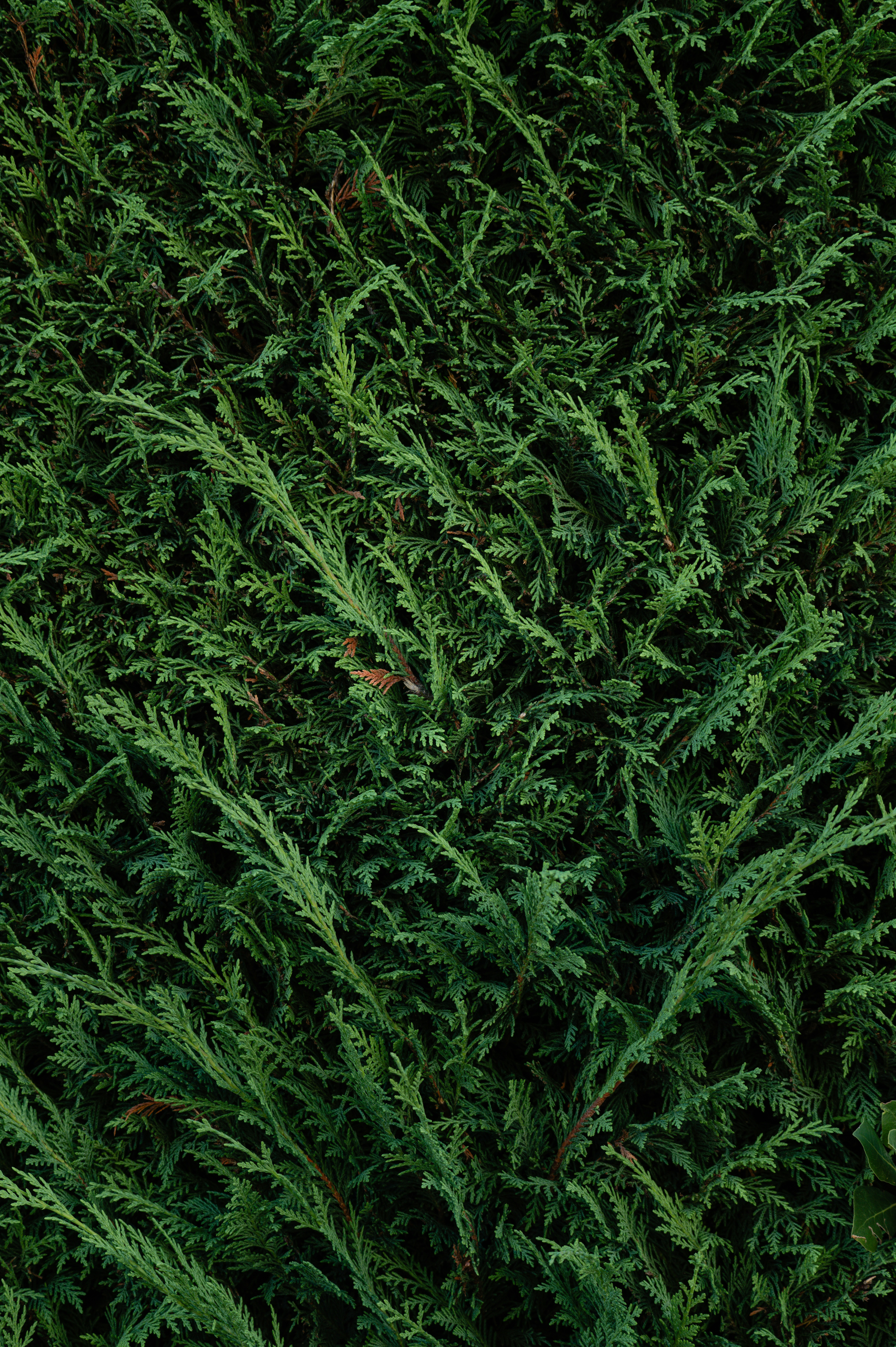Verdant Whispers: A Dense Tangle of Evergreen Texture