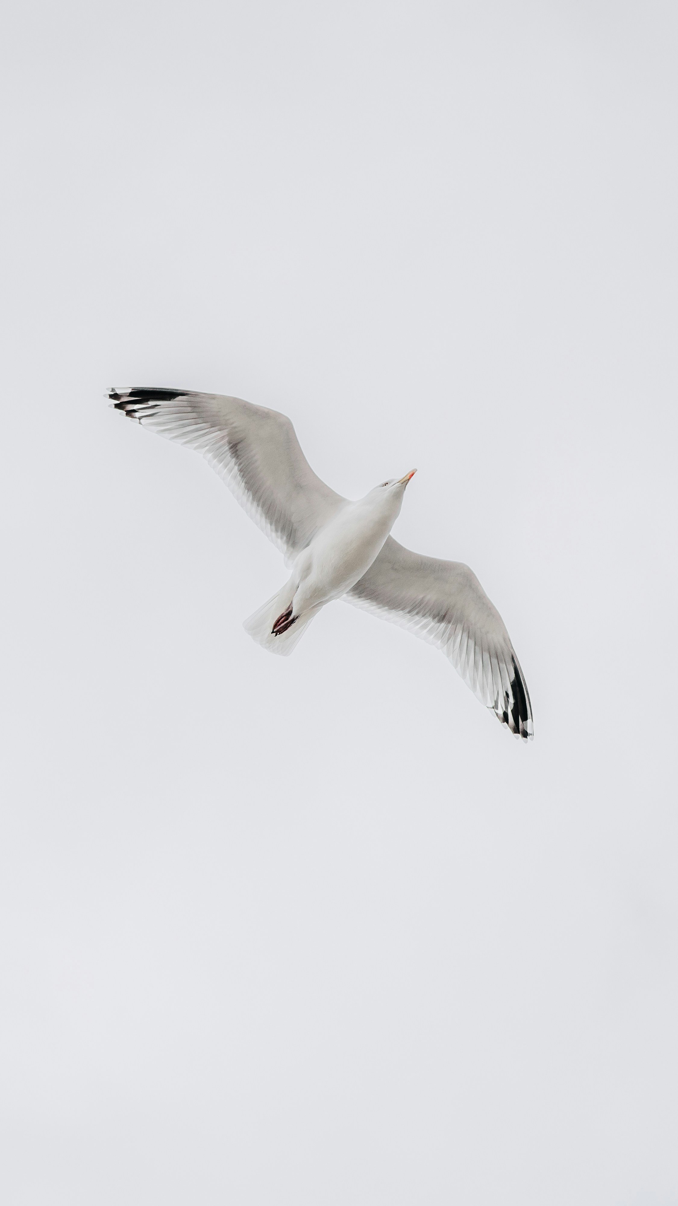 Mid-Air White Gull in Quiet Skies