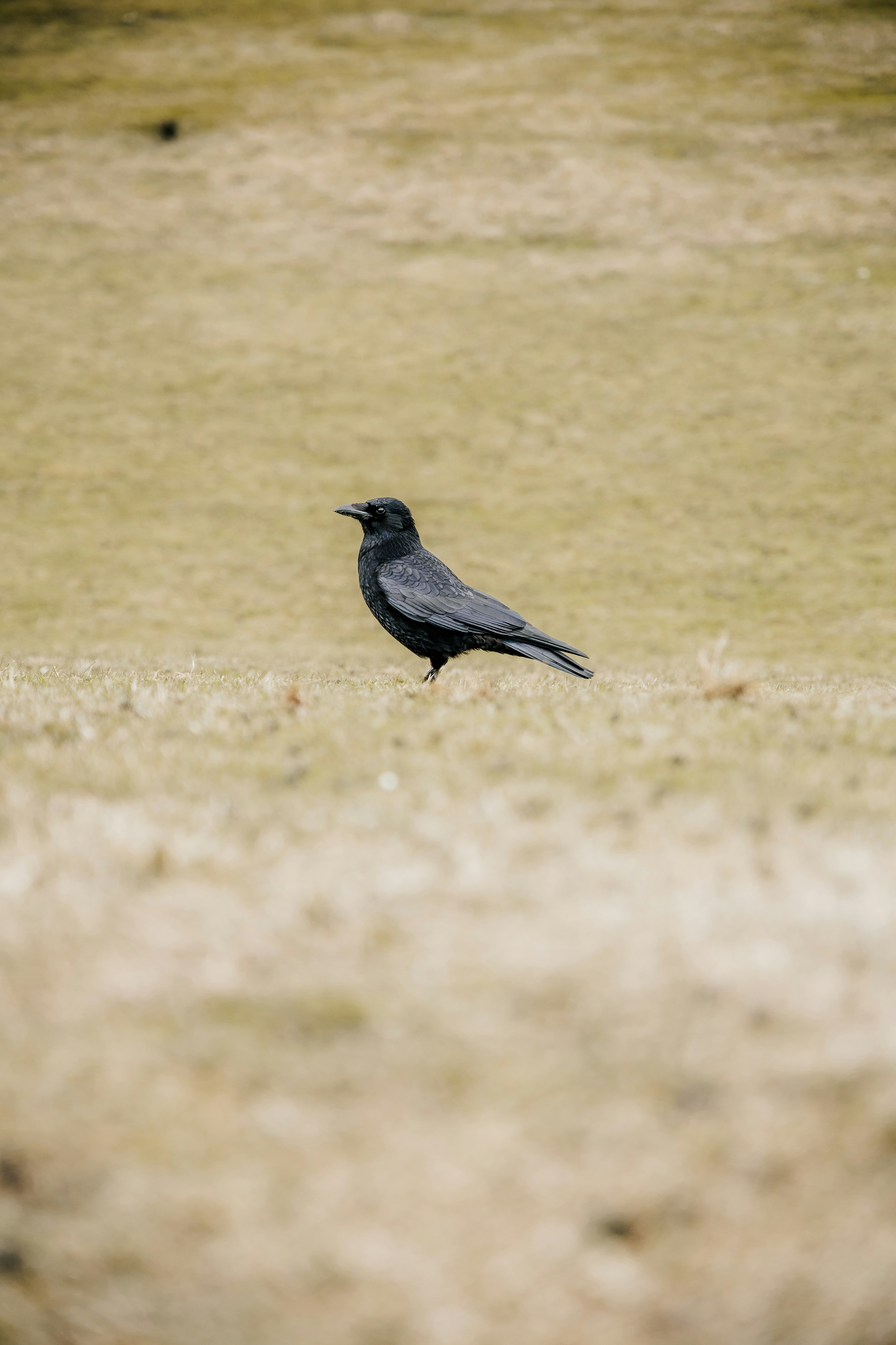 Alone in the Grass: A Black Crow Stands its Ground