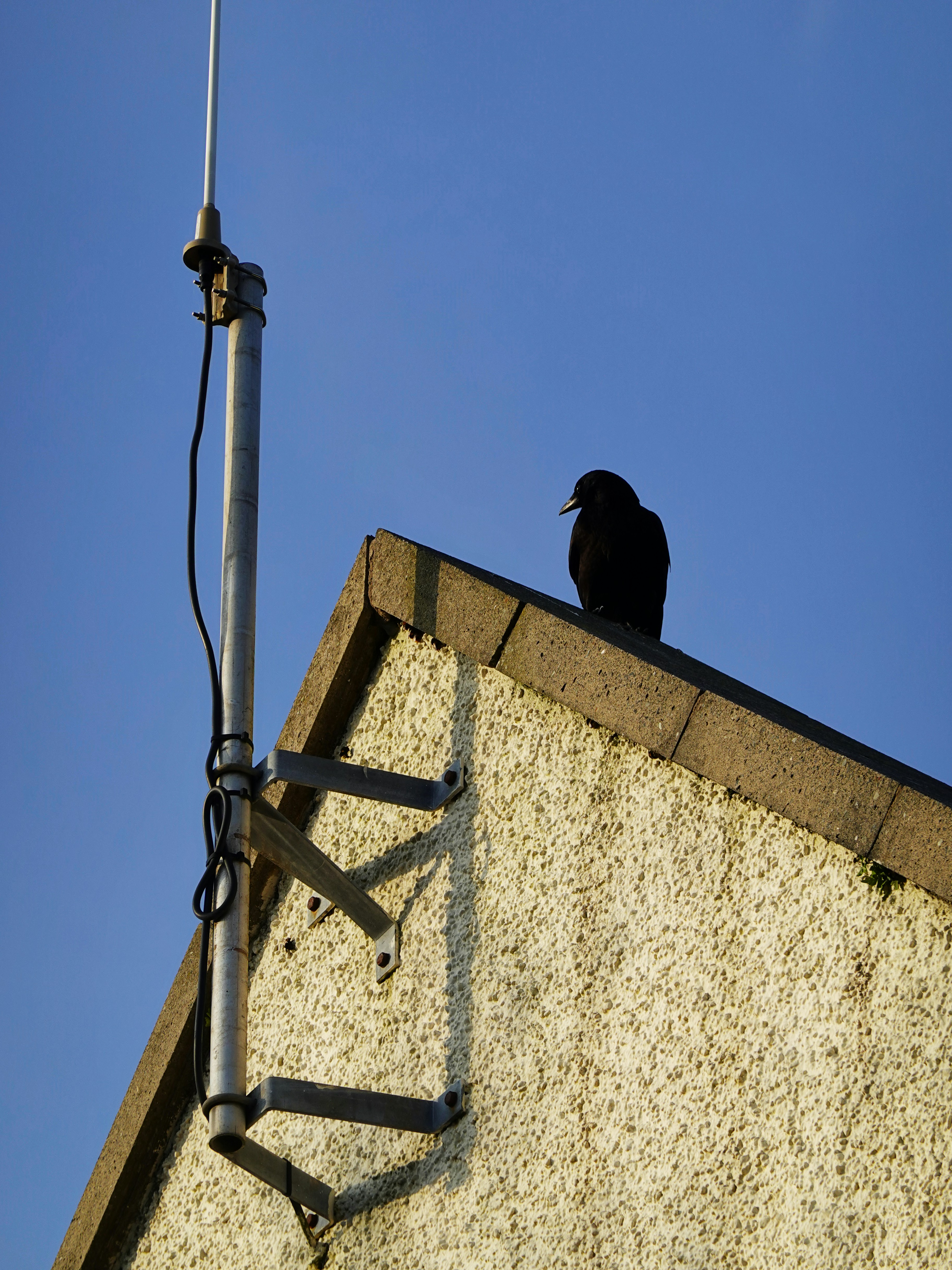 Raven on the Ridge: A Rooftop Moment Against a Clear Sky